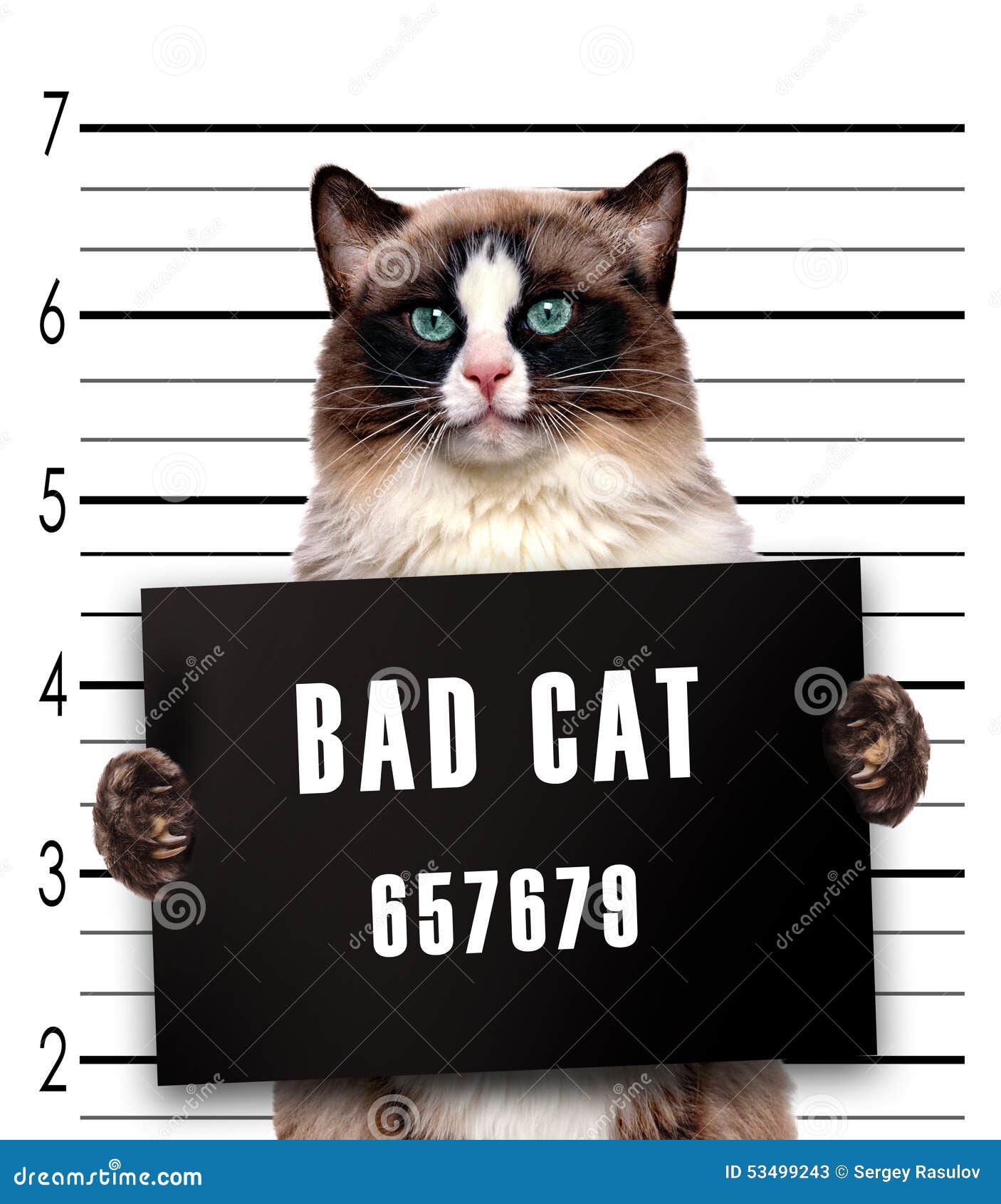 Mauvais chat image stock. Image du comportement, coupable - 53499243