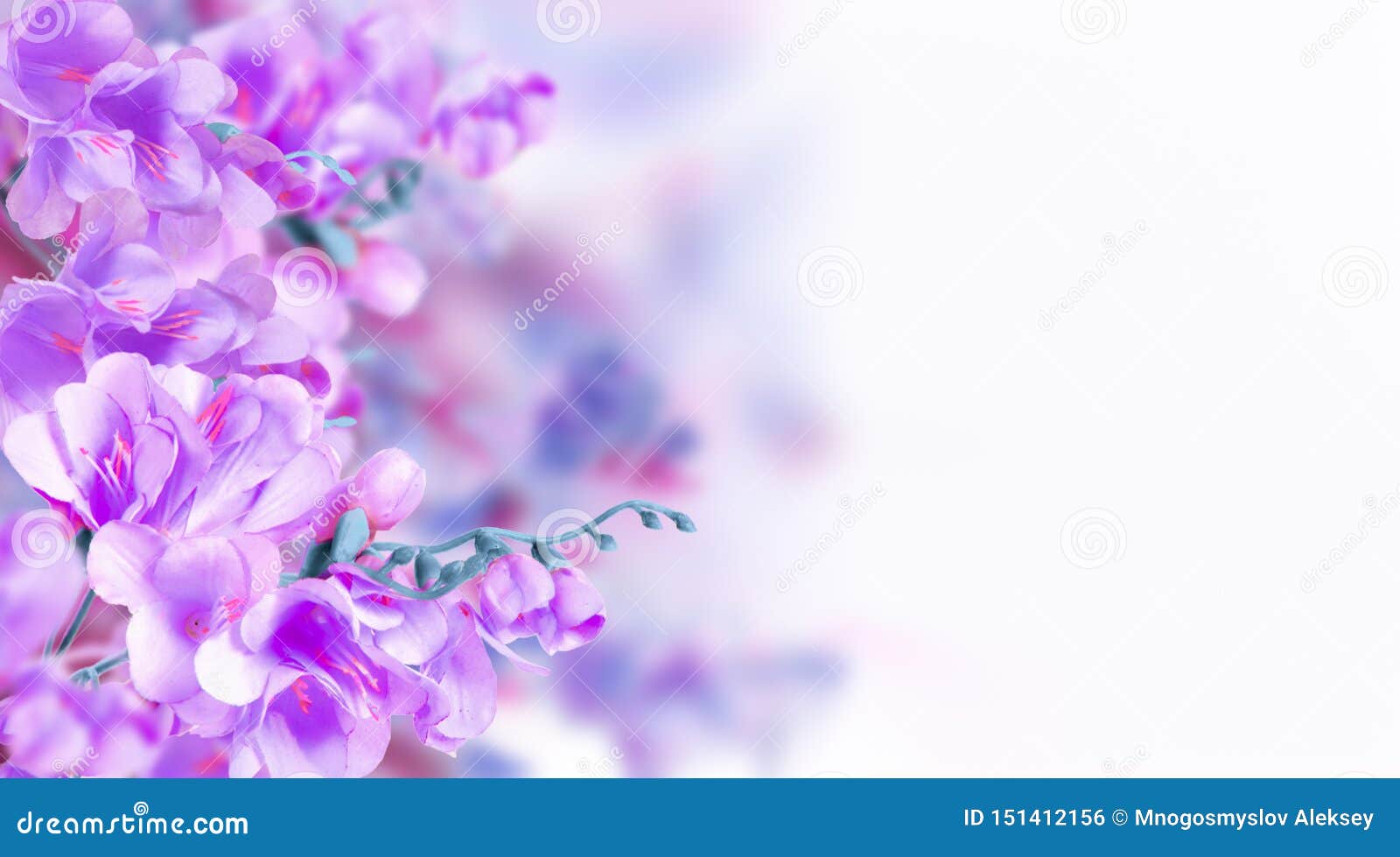 Mauve blossom flowers stock photo. Image of botany, floral - 151412156