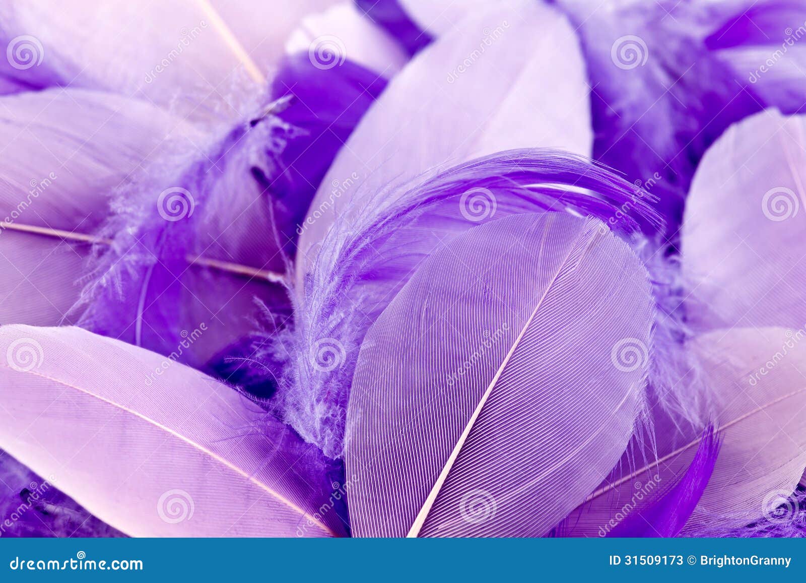Small soft violet feathers stock image. Image of pile - 31509173