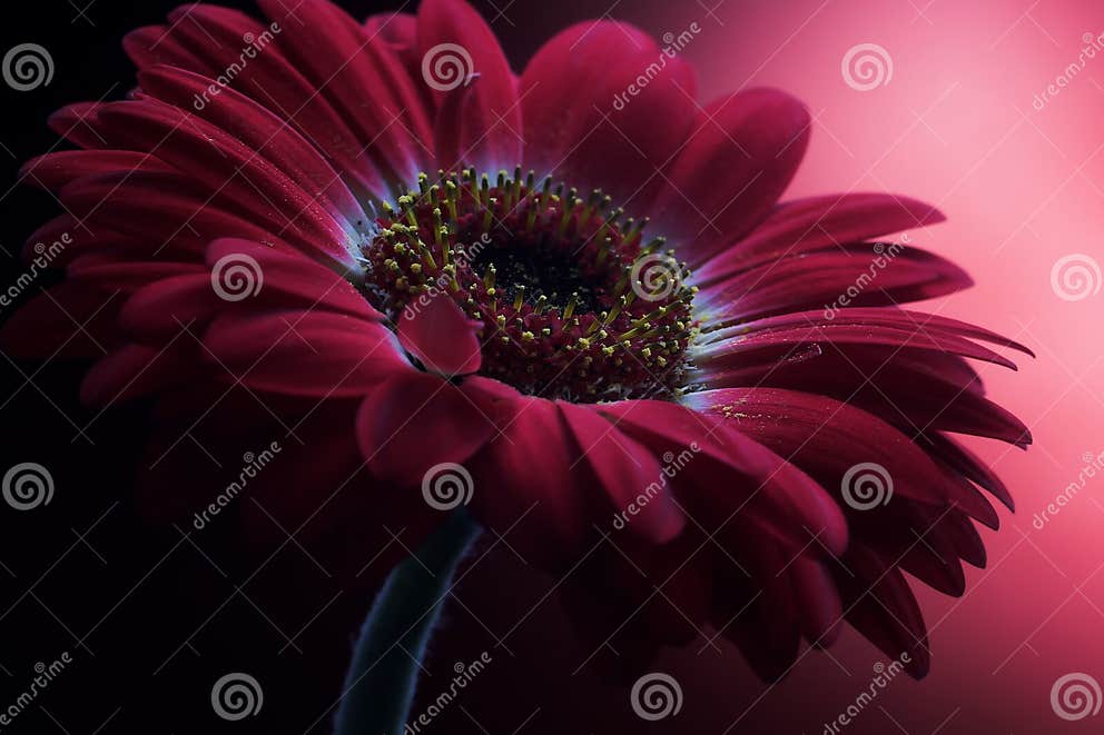 Mauve Flower Composition 1. Stock Image - Image of celebrate, petal: 690383