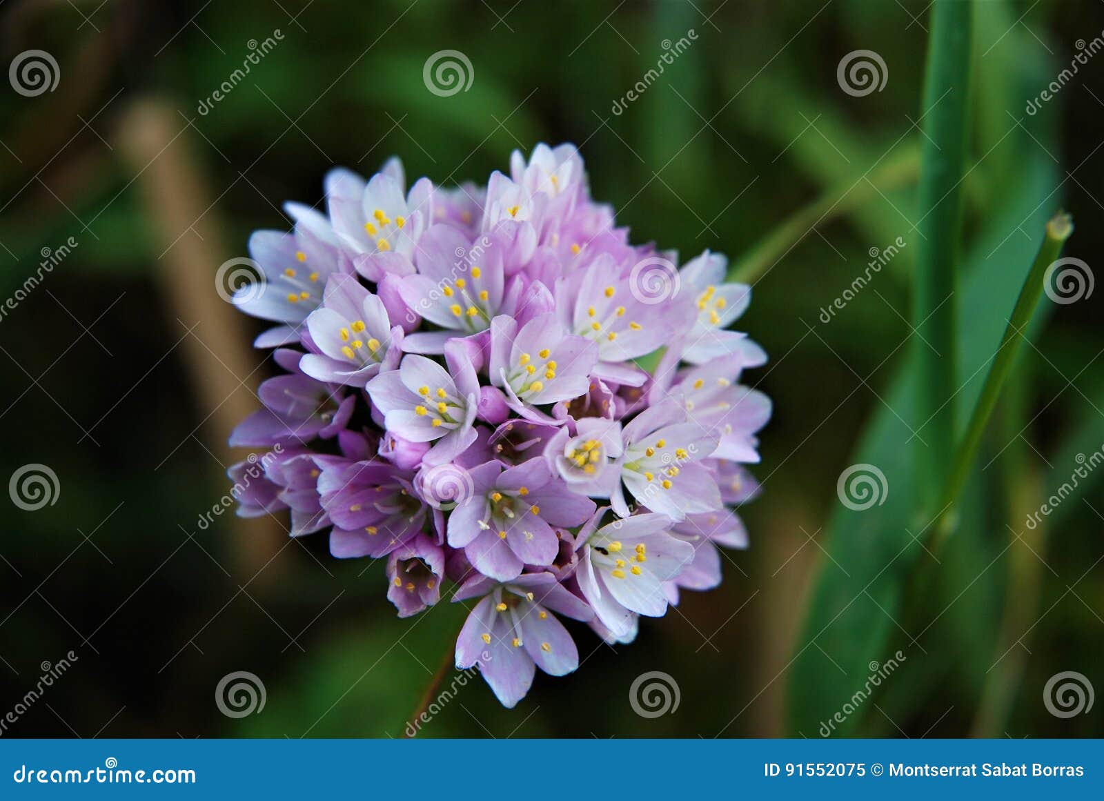 Mauve flower stock image. Image of flower, pistils, yellow - 91552075