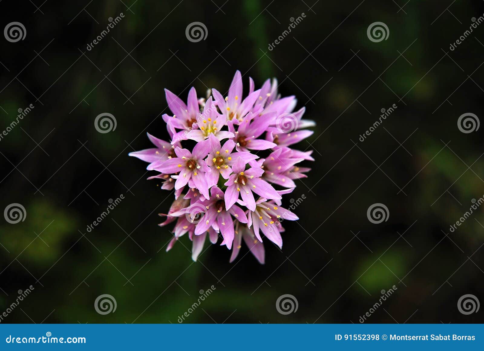 Mauve flower stock photo. Image of field, plant, flower - 91552398