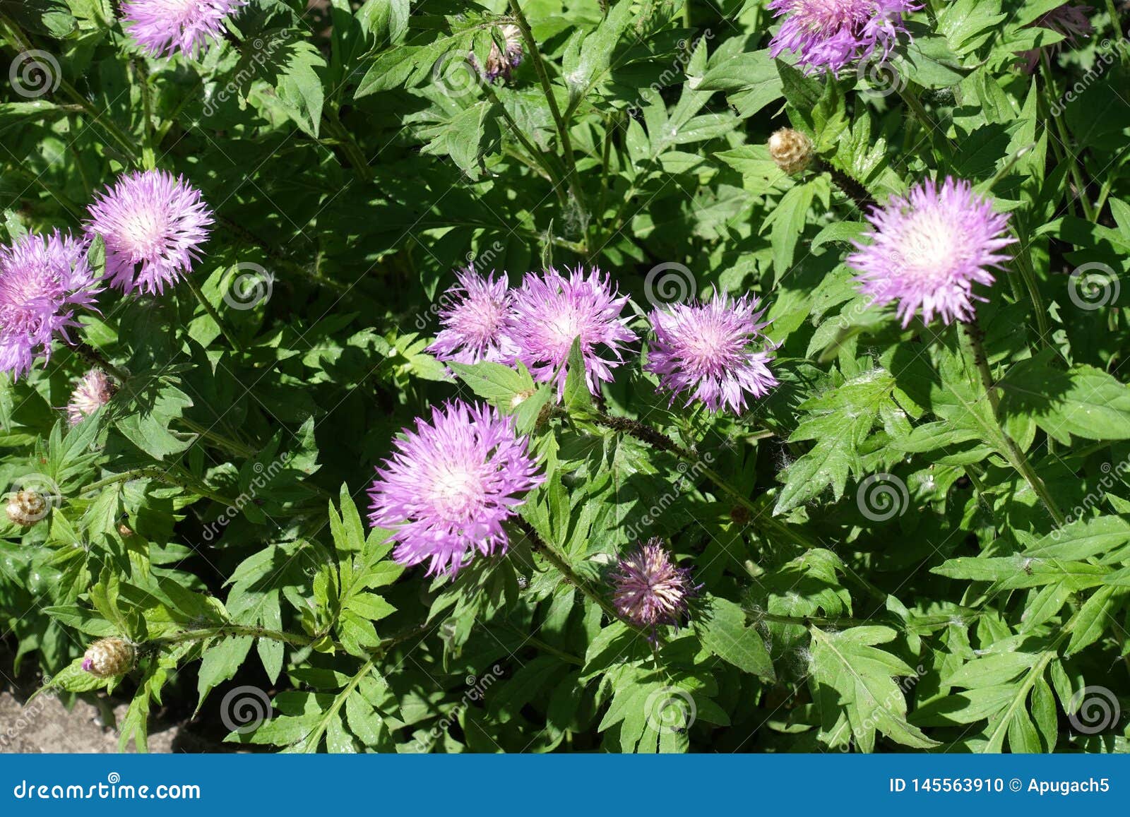 Mauve Flower Heads of Centaurea Dealbata Stock Photo - Image of foliage ...