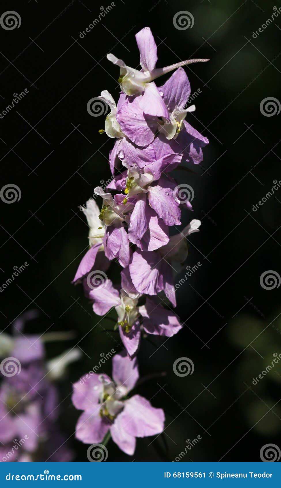 Mauve flower stock image. Image of object, abstract, flower - 68159561