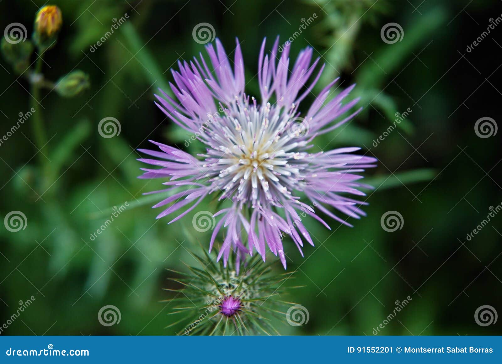 Mauve flower stock image. Image of flower, herbaceous - 91552201
