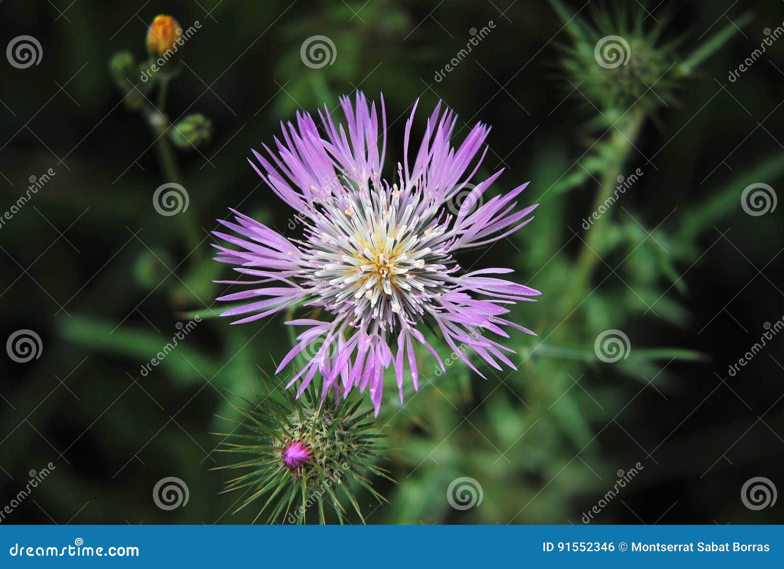 Mauve flower stock photo. Image of inflammatory, field - 91552346