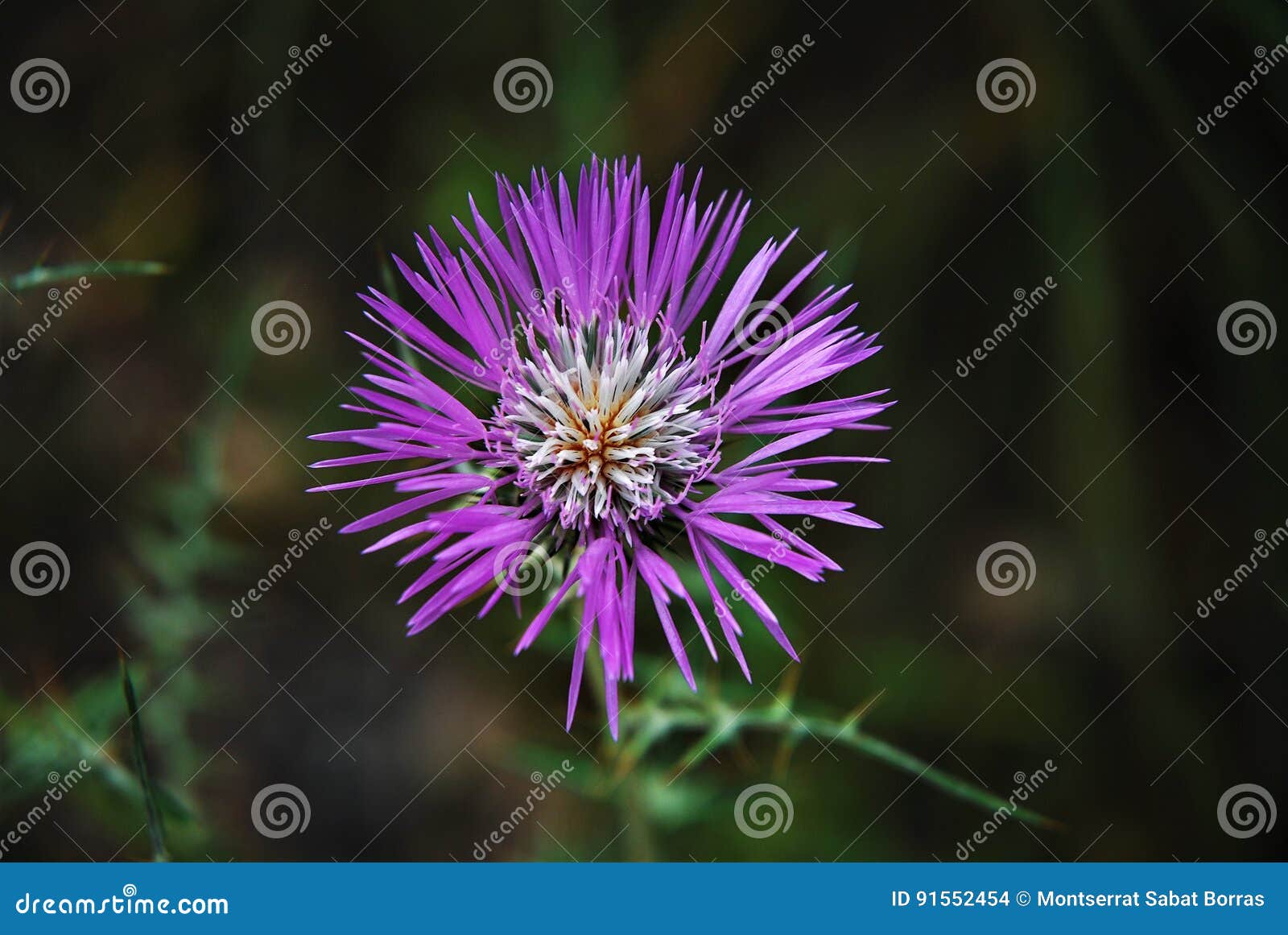 Mauve flower stock photo. Image of pretty, wild, mauve - 91552454