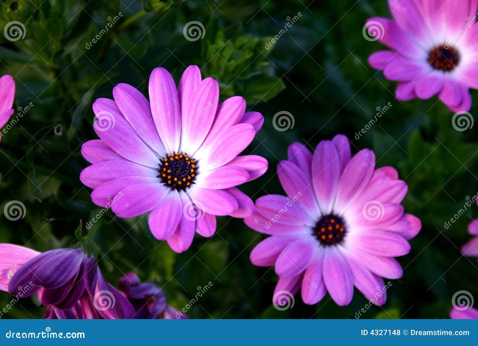 Mauve flowers stock photo. Image of flowers, blooming - 4327148