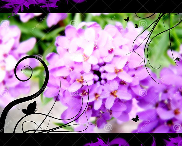 Mauve flowers stock image. Image of flowers, bouquet, abstract - 4823187