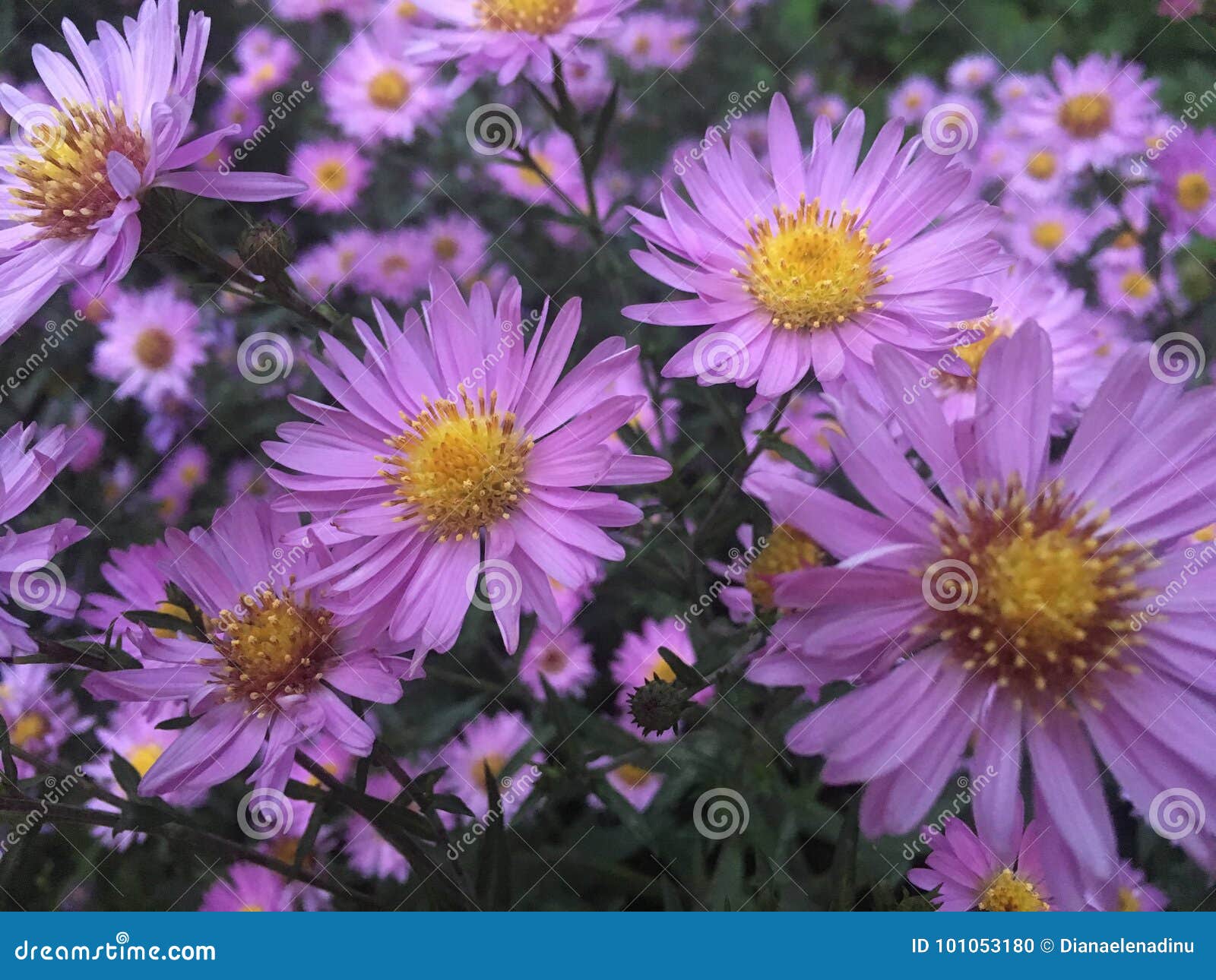 Closeup Purple Violet Flowers in the Autumn Stock Photo - Image of ...