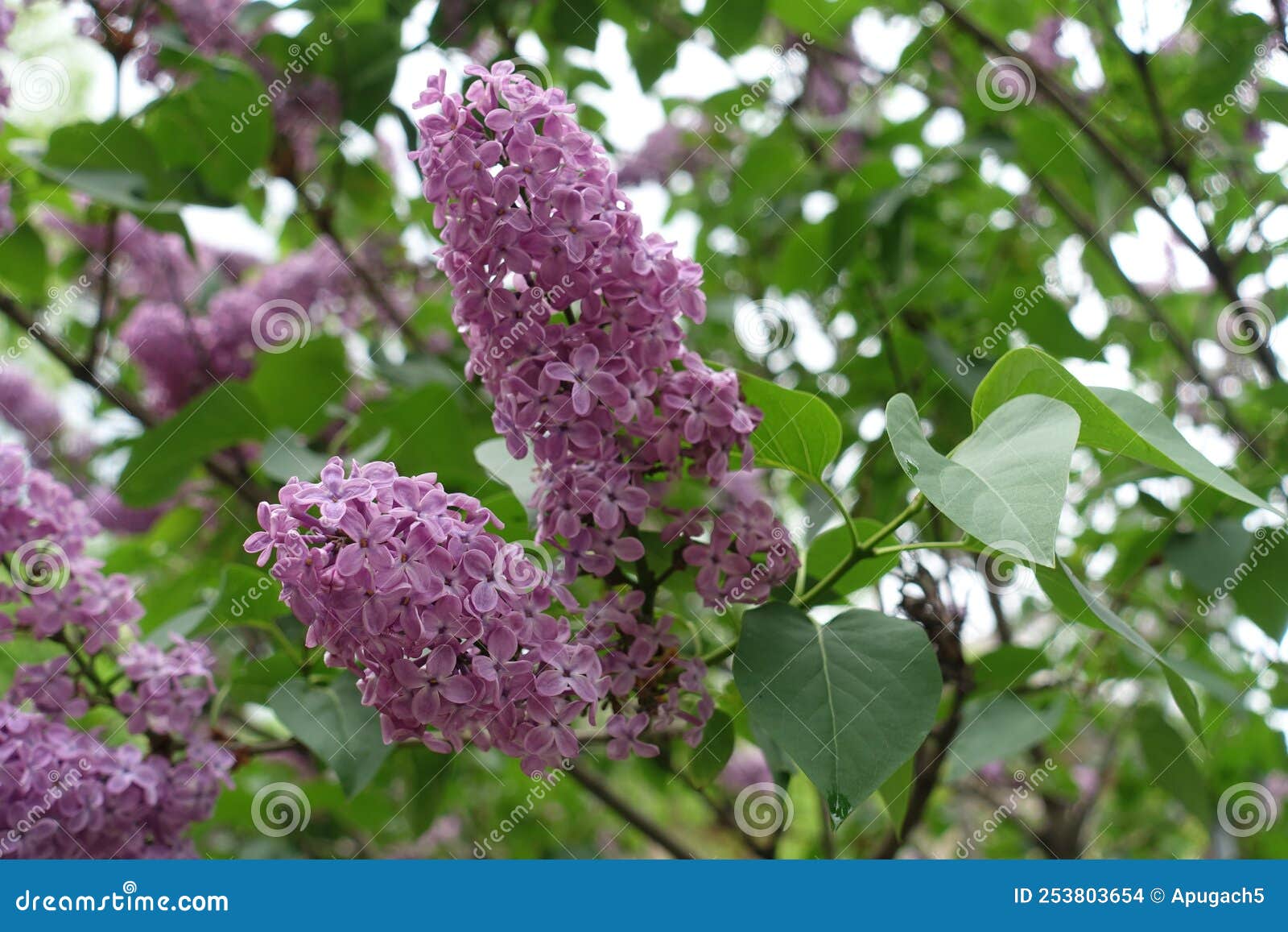 Mauve Flowers of Lilac in May Stock Photo - Image of leaf, deciduous ...