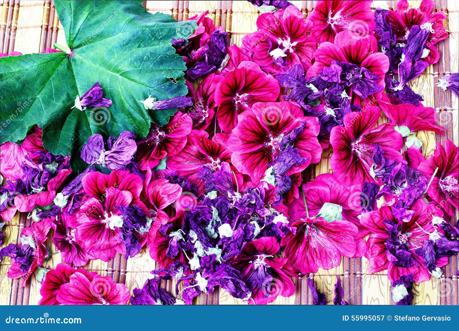 Mauve Flowers Fresh and Dried with Leaf Pot Infusion Stock Image ...