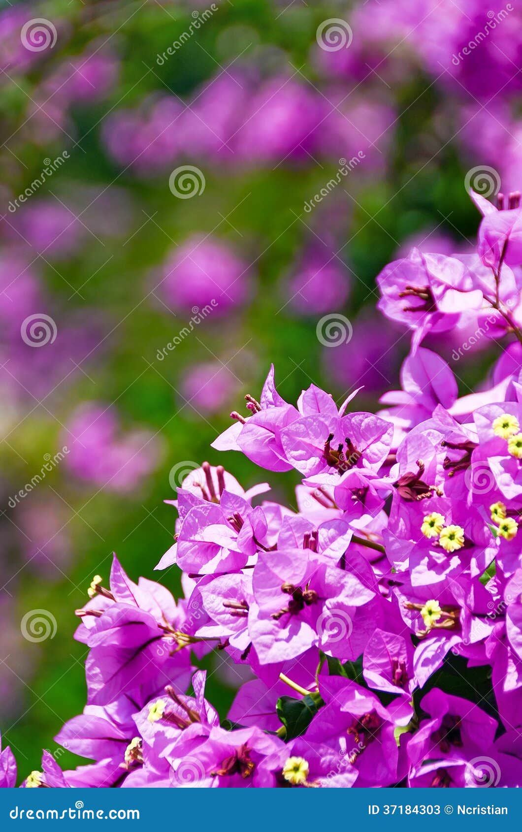 Mauve flowers stock image. Image of flowers, purple, green - 37184303