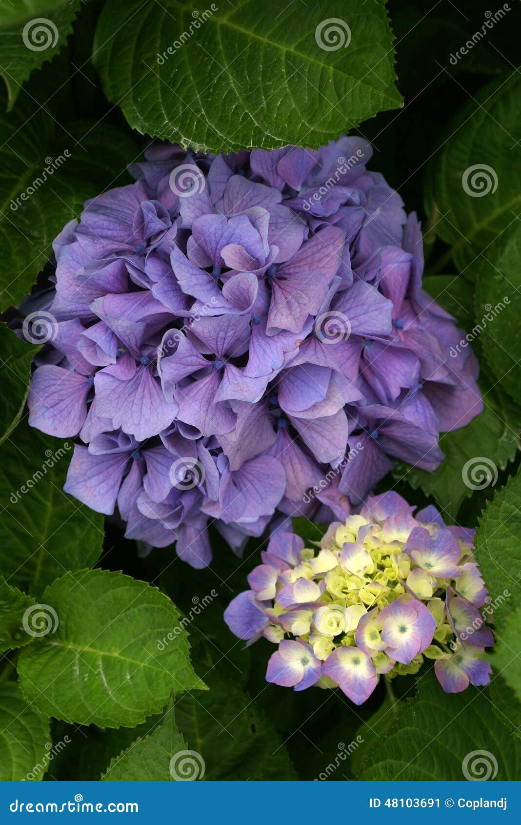 Mauve Hydrangea, Portugal stock image. Image of purple - 48103691