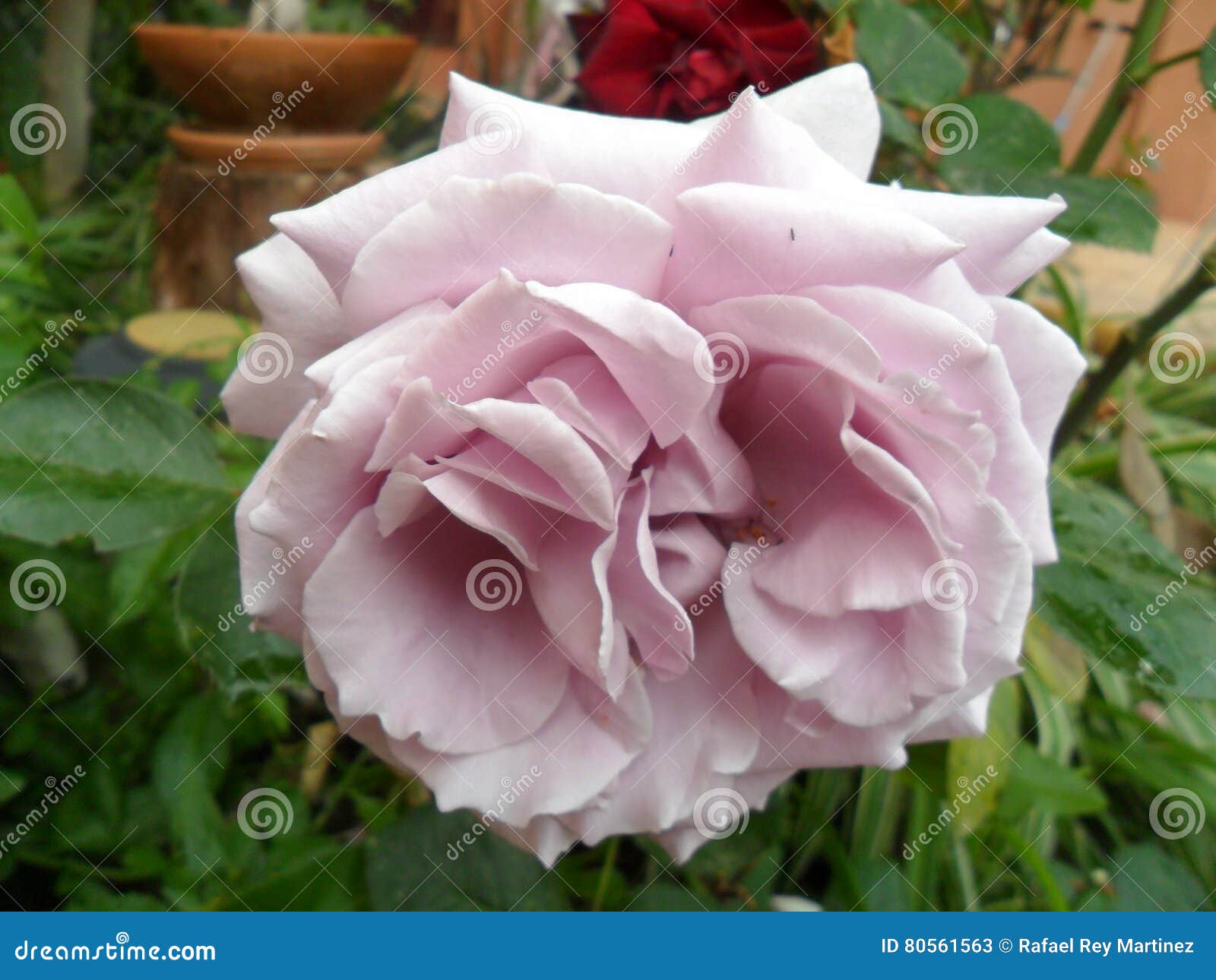 Mauve pink stock image. Image of mauve, garden, plants - 80561563