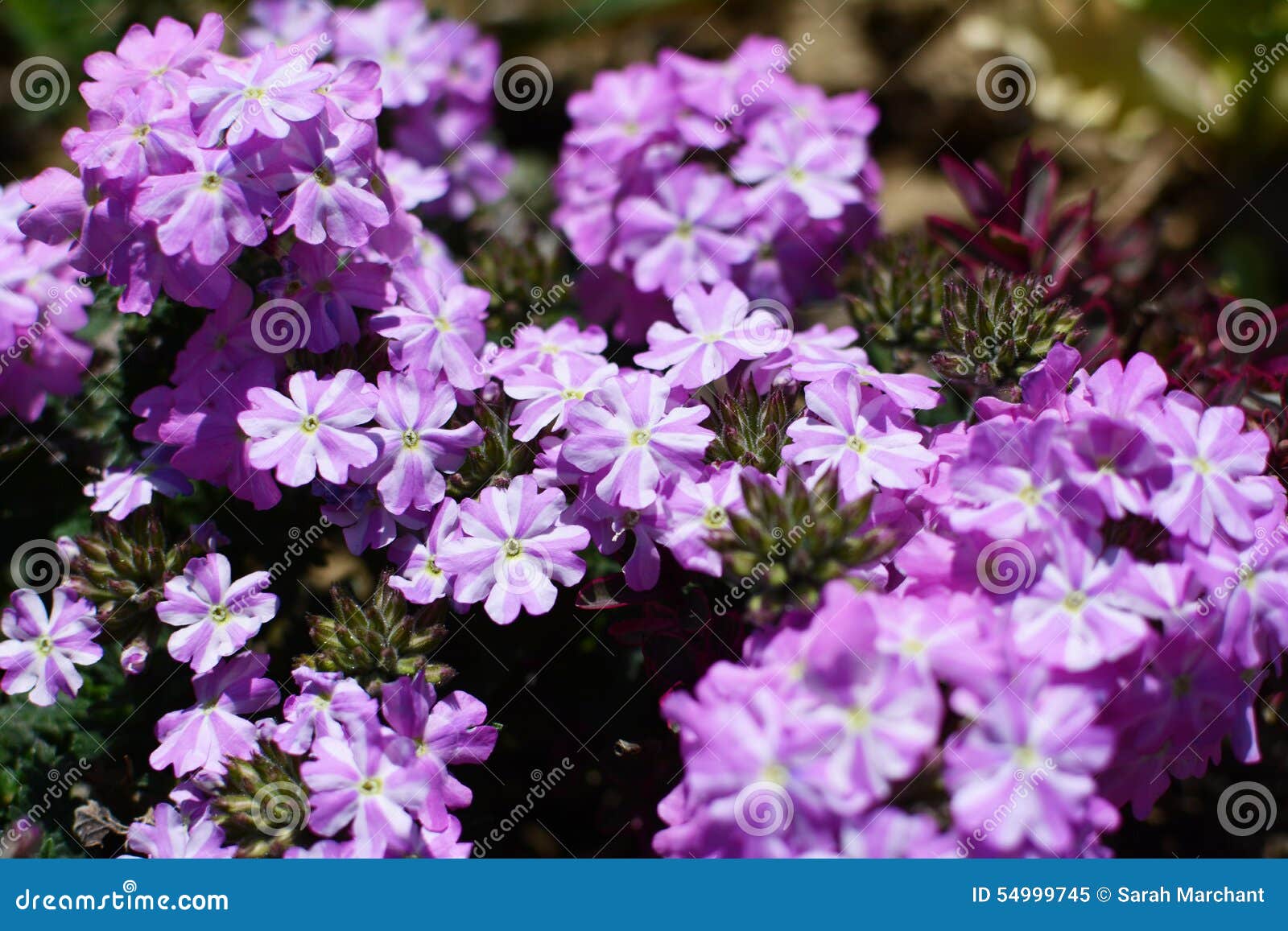 Mauve and White Striped Verbena Flowers Stock Image - Image of plant ...