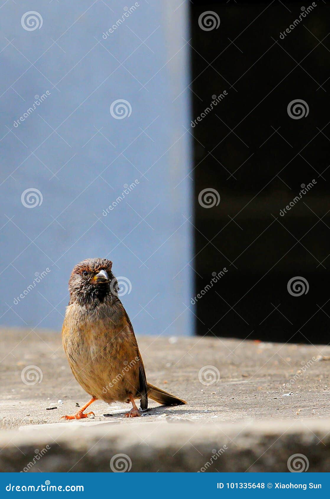 A maverick bird stock photo. Image of maverick, bird - 101335648