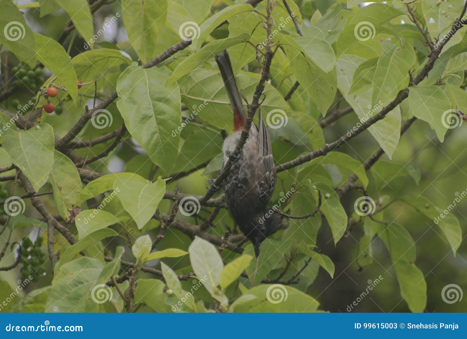 Mavis Bird About To Fly From Tree Royalty-Free Stock Photo ...
