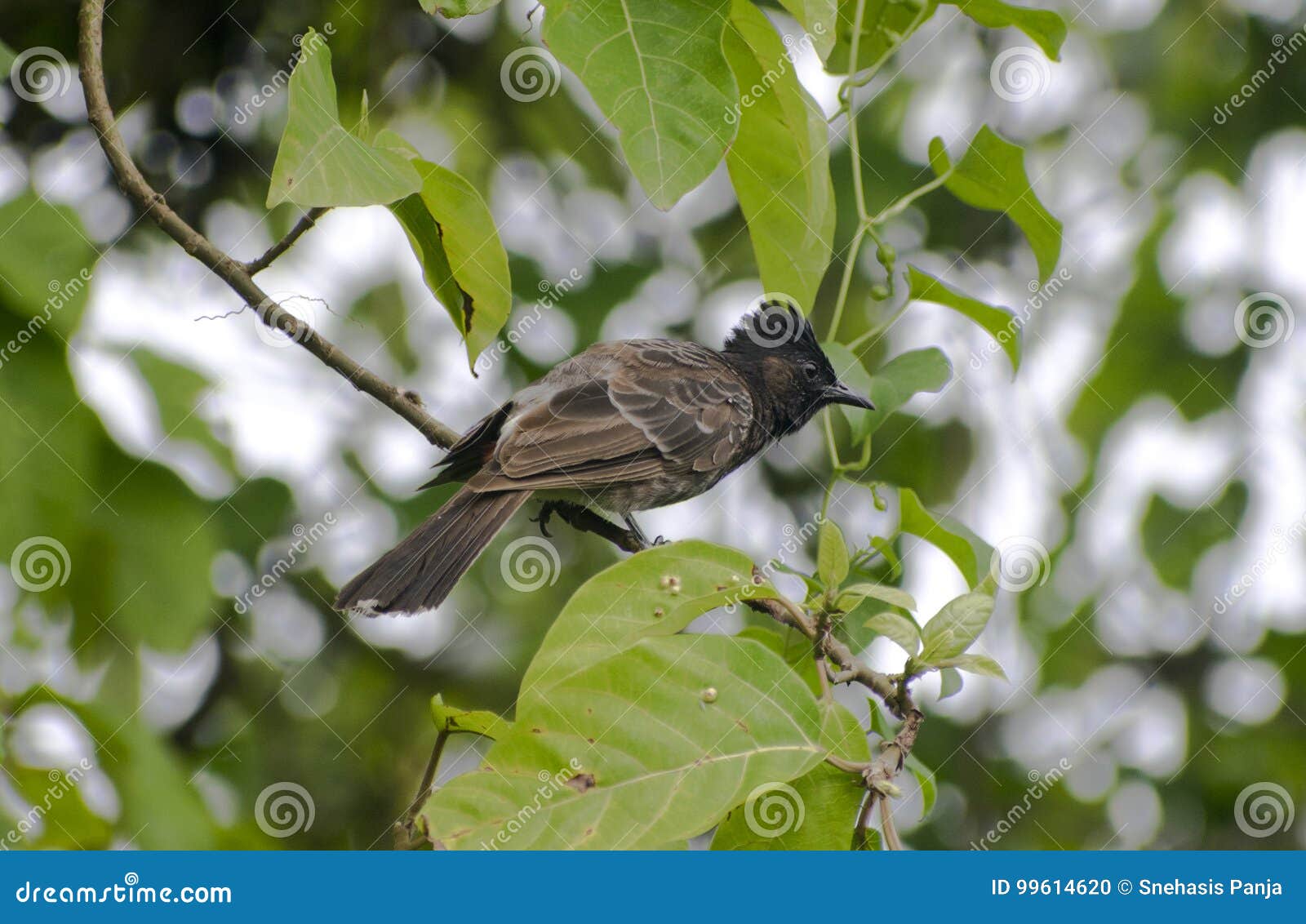 Mavis bird sitting on tree stock photo. Image of branch - 99614620