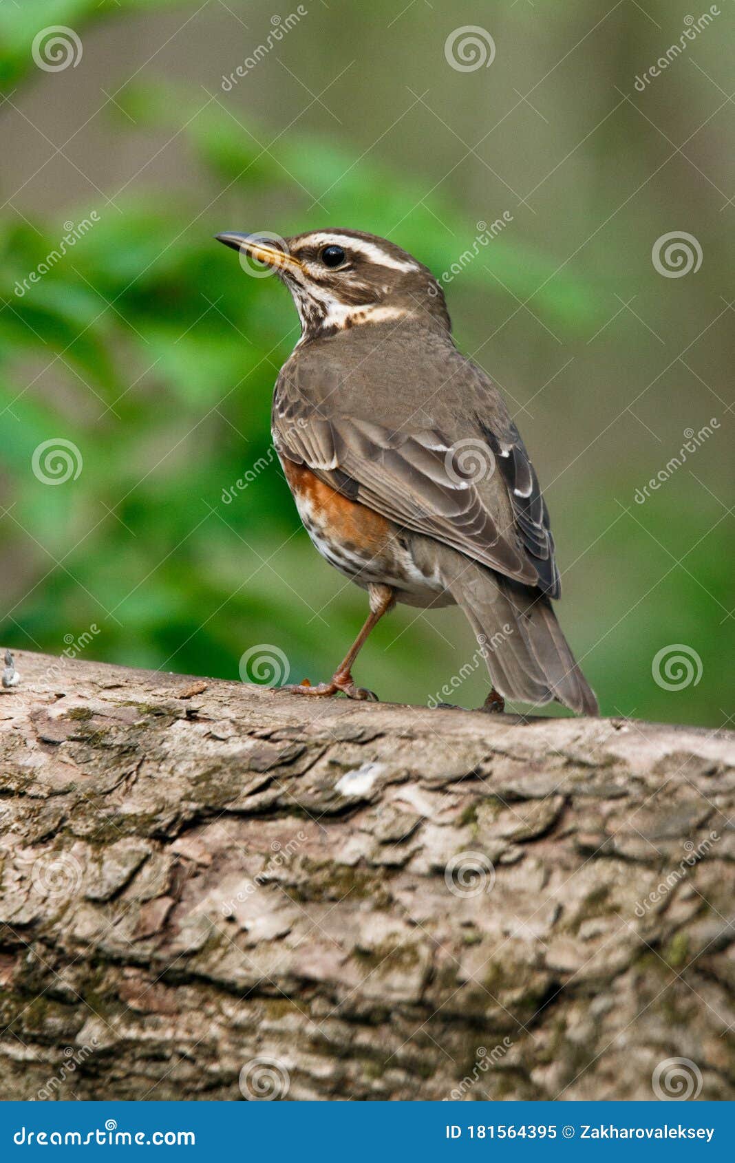 A Mavis Sits on a Branch of a Bush Stock Image - Image of background ...