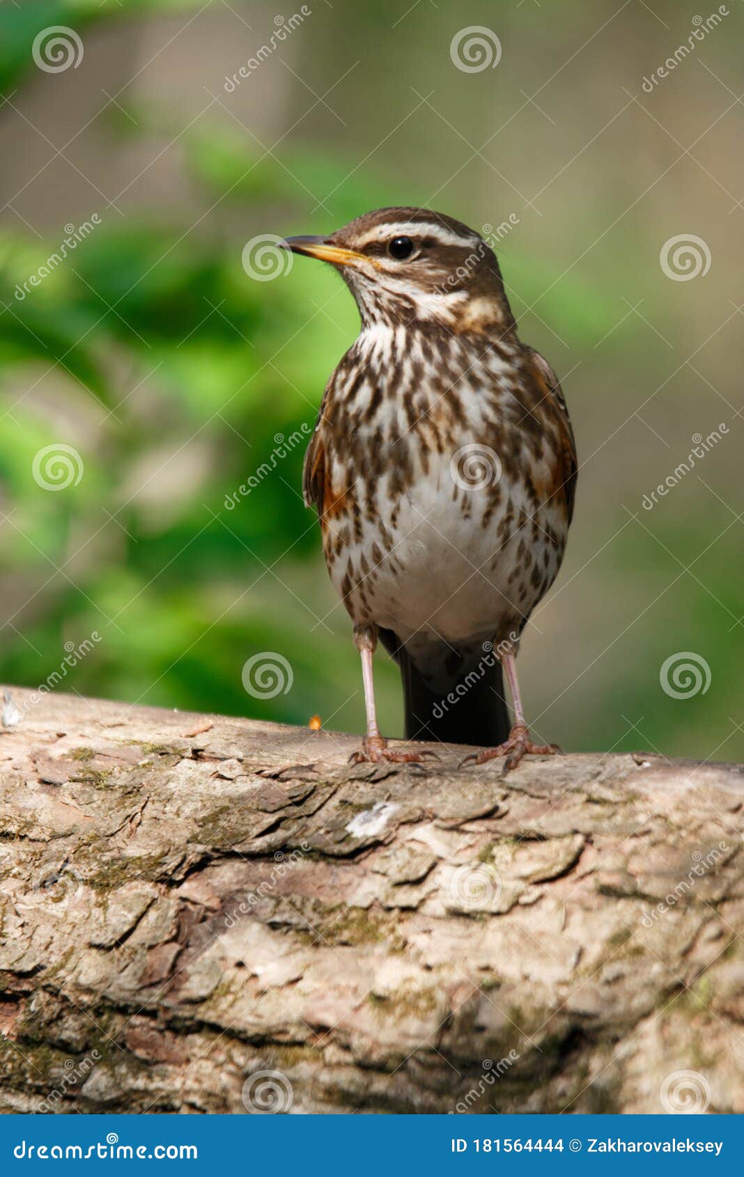 A Mavis Sits on a Branch of a Bush Stock Photo - Image of color, fauna ...