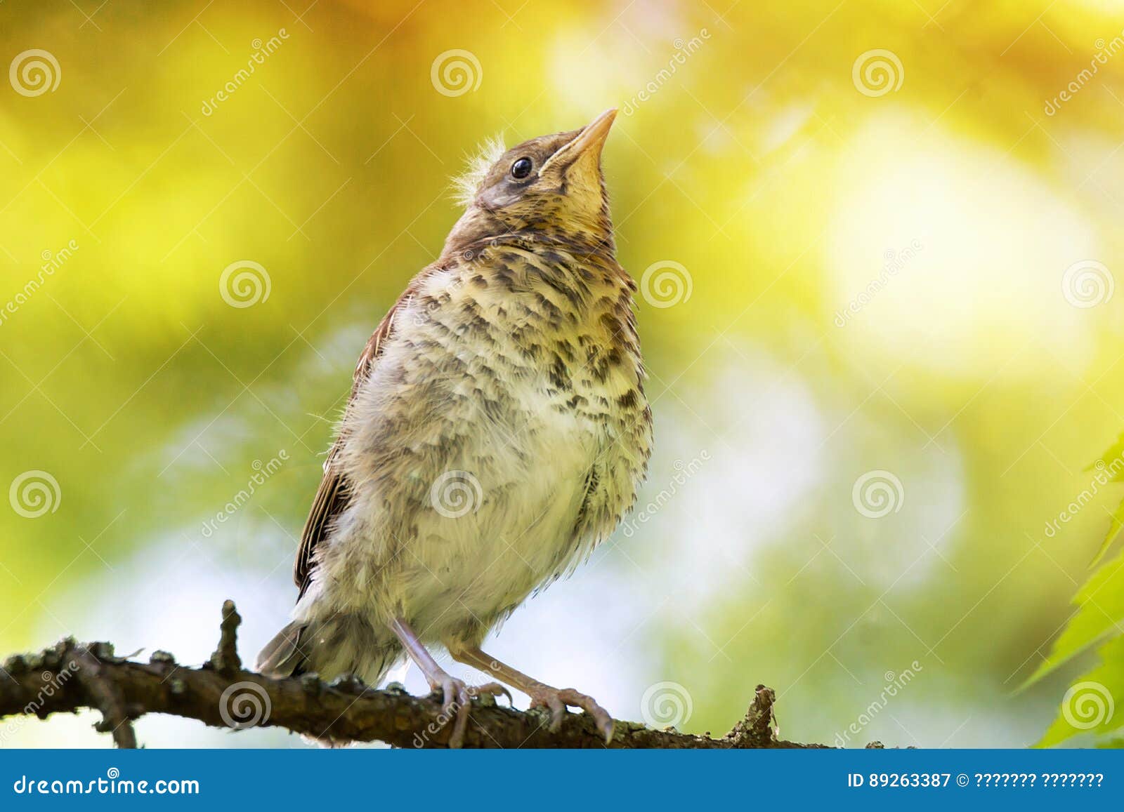 Mavis at the stump stock image. Image of birds, beauty - 89263387