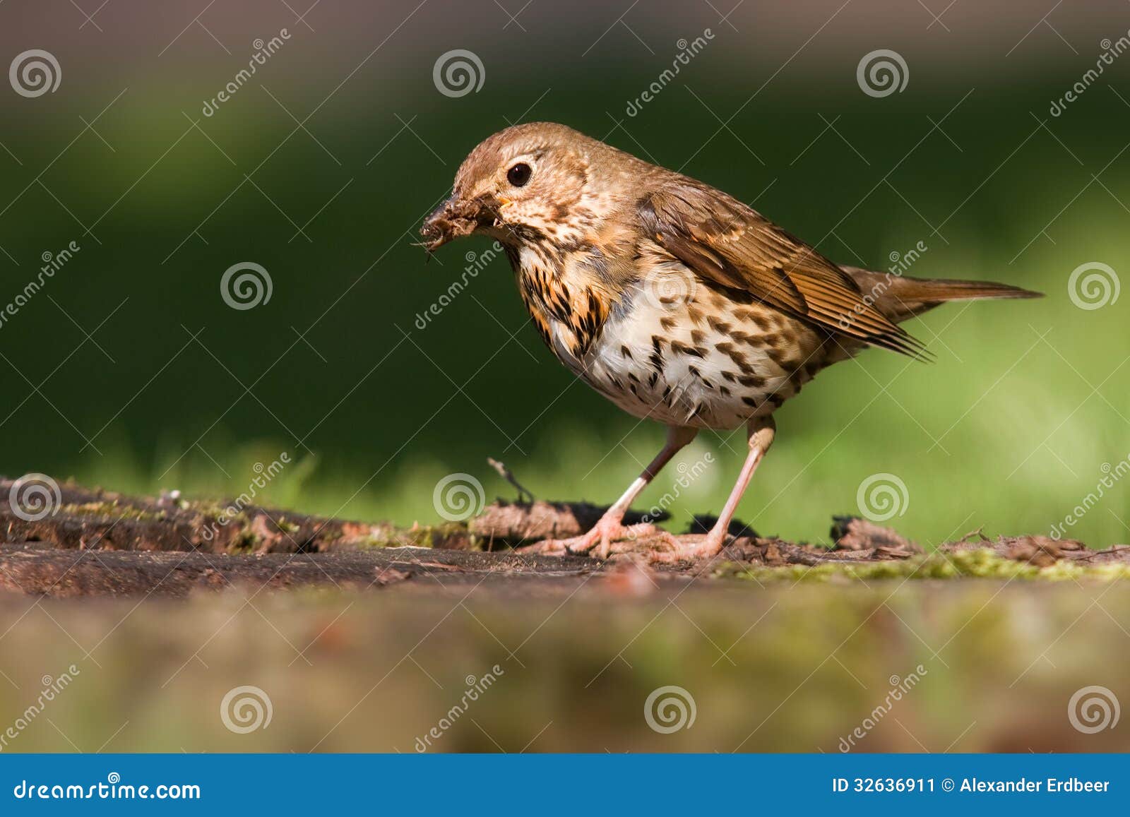Mavis stock image. Image of songbird, brown, feather - 32636911