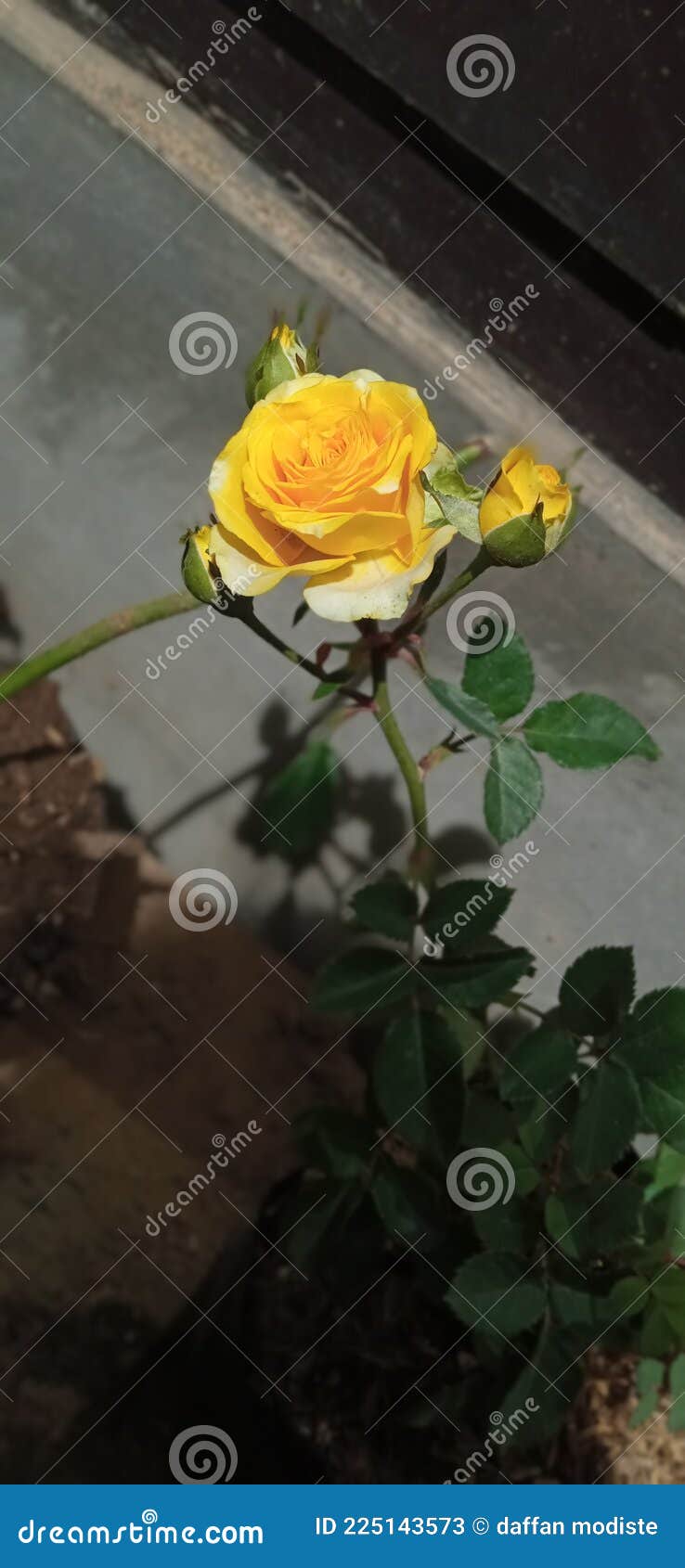 Mawar Flowers Began To Bloom in Front of the House Stock Image - Image ...