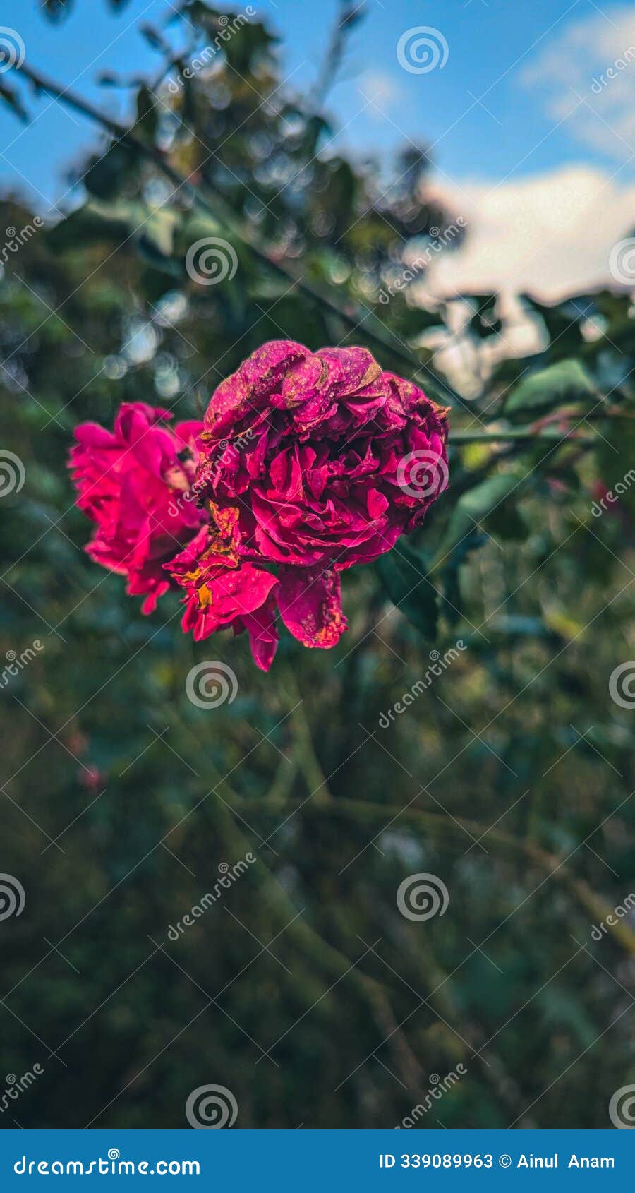 Mawar merah mulai layu stock image. Image of branch - 339089963