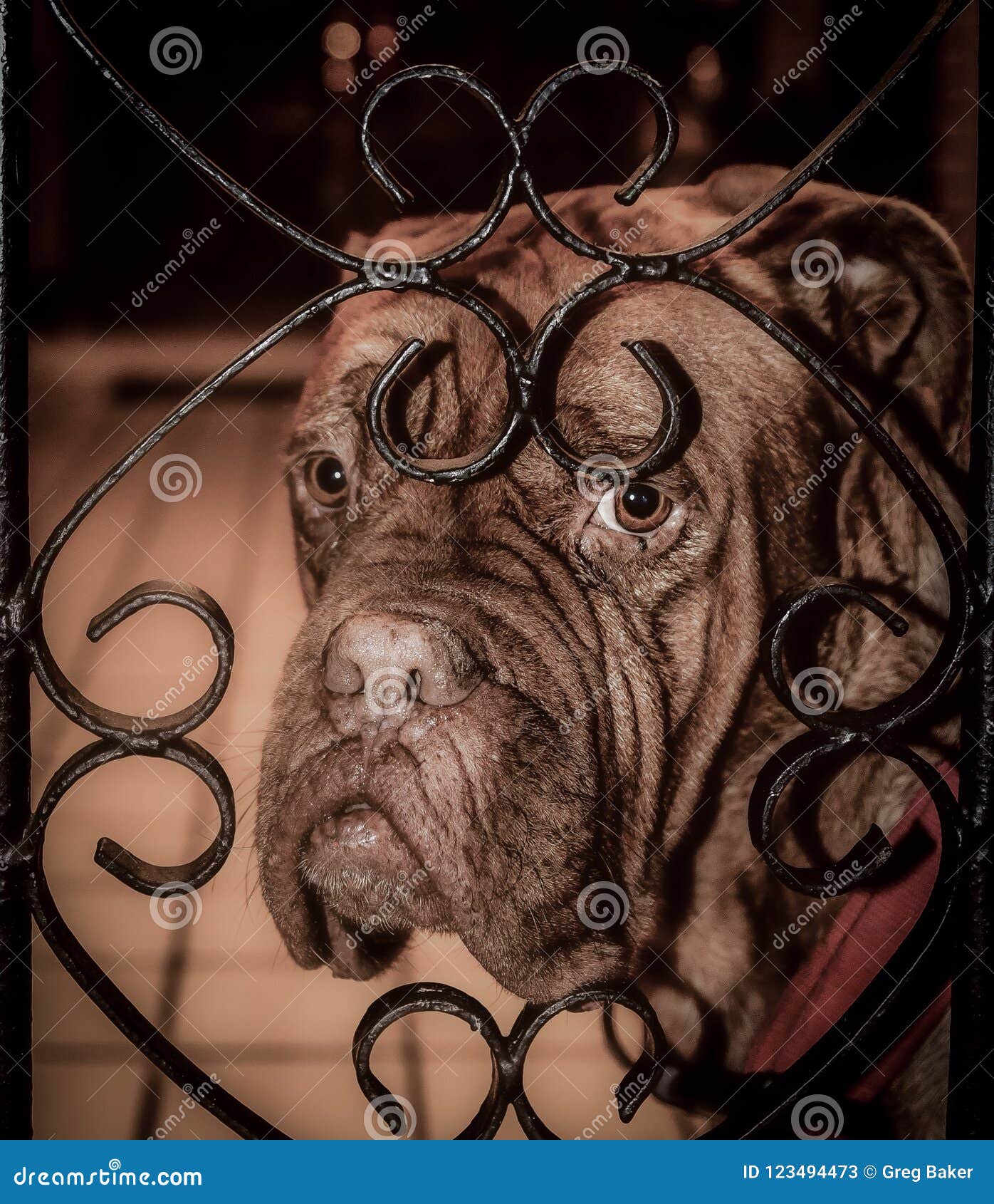 Max stock image. Image of eyes, mastiff, french, guard - 123494473