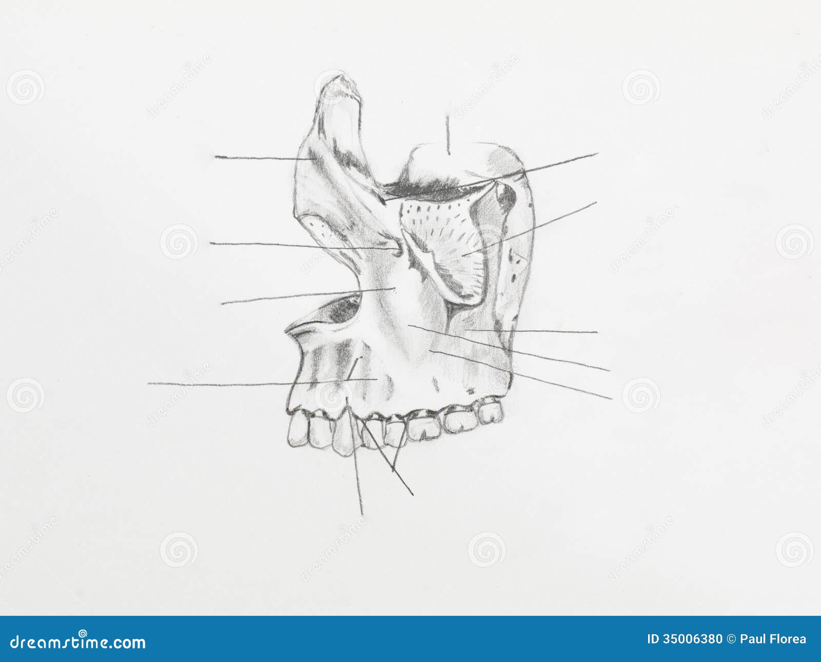 Maxilary pencil stock photo. Image of ancient, hypoglossal - 35006380