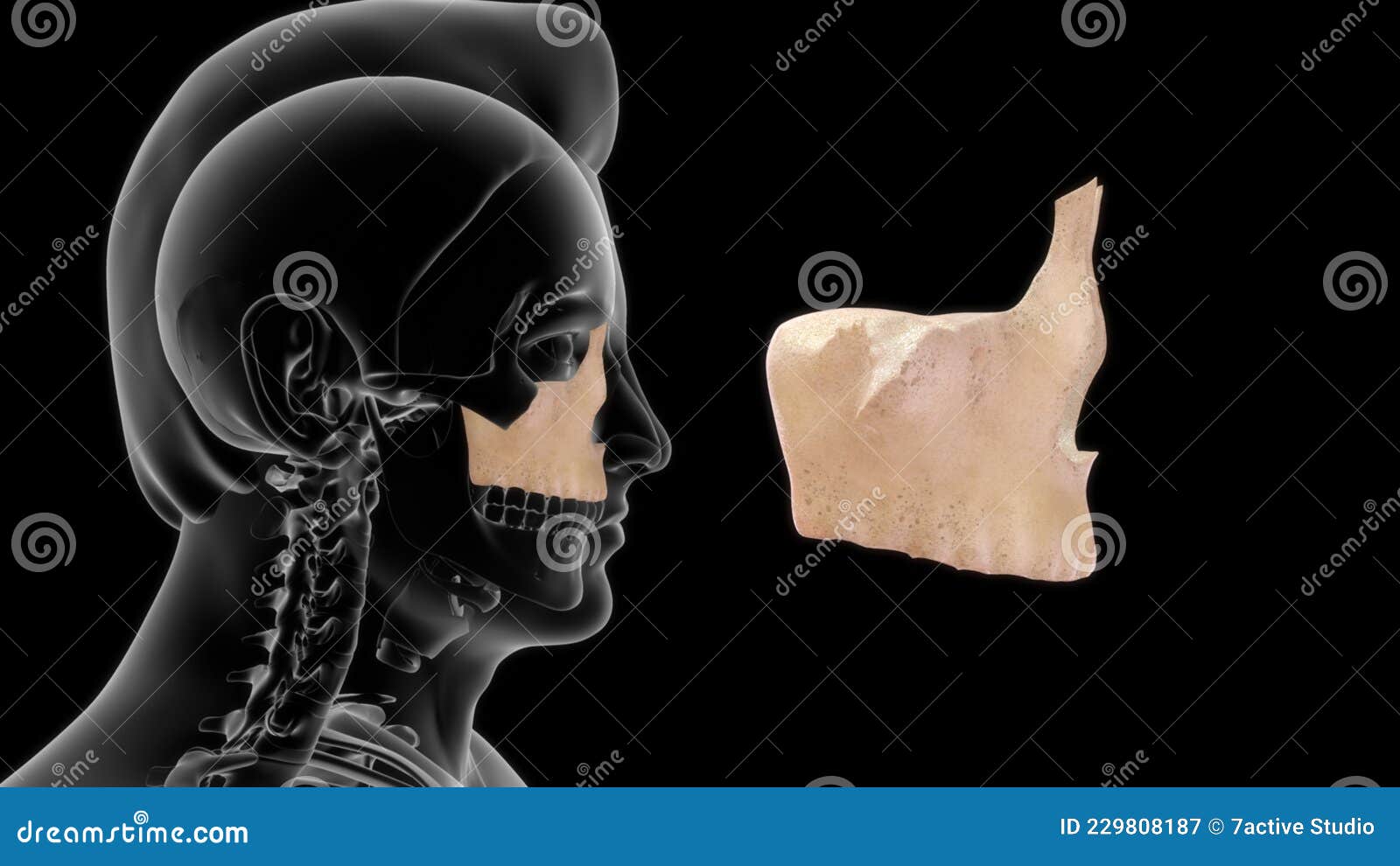 Location of Maxilla Bone in Human Stock Illustration - Illustration of ...