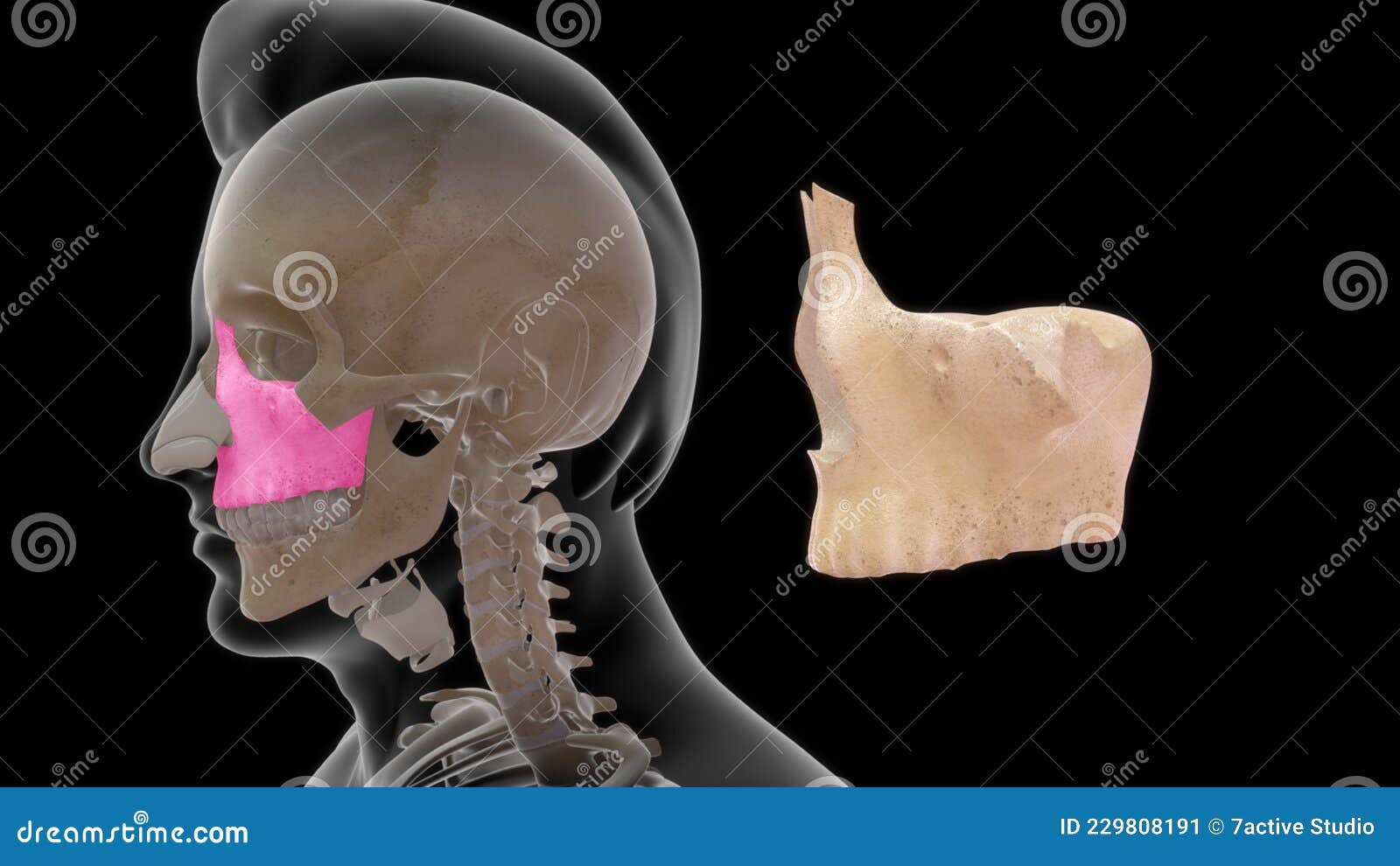 Location of Maxilla Bone in Human Stock Illustration - Illustration of ...