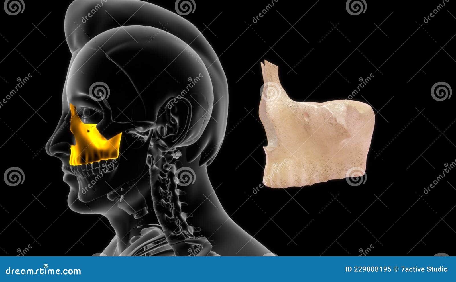 Location of Maxilla Bone in Human Stock Illustration - Illustration of ...