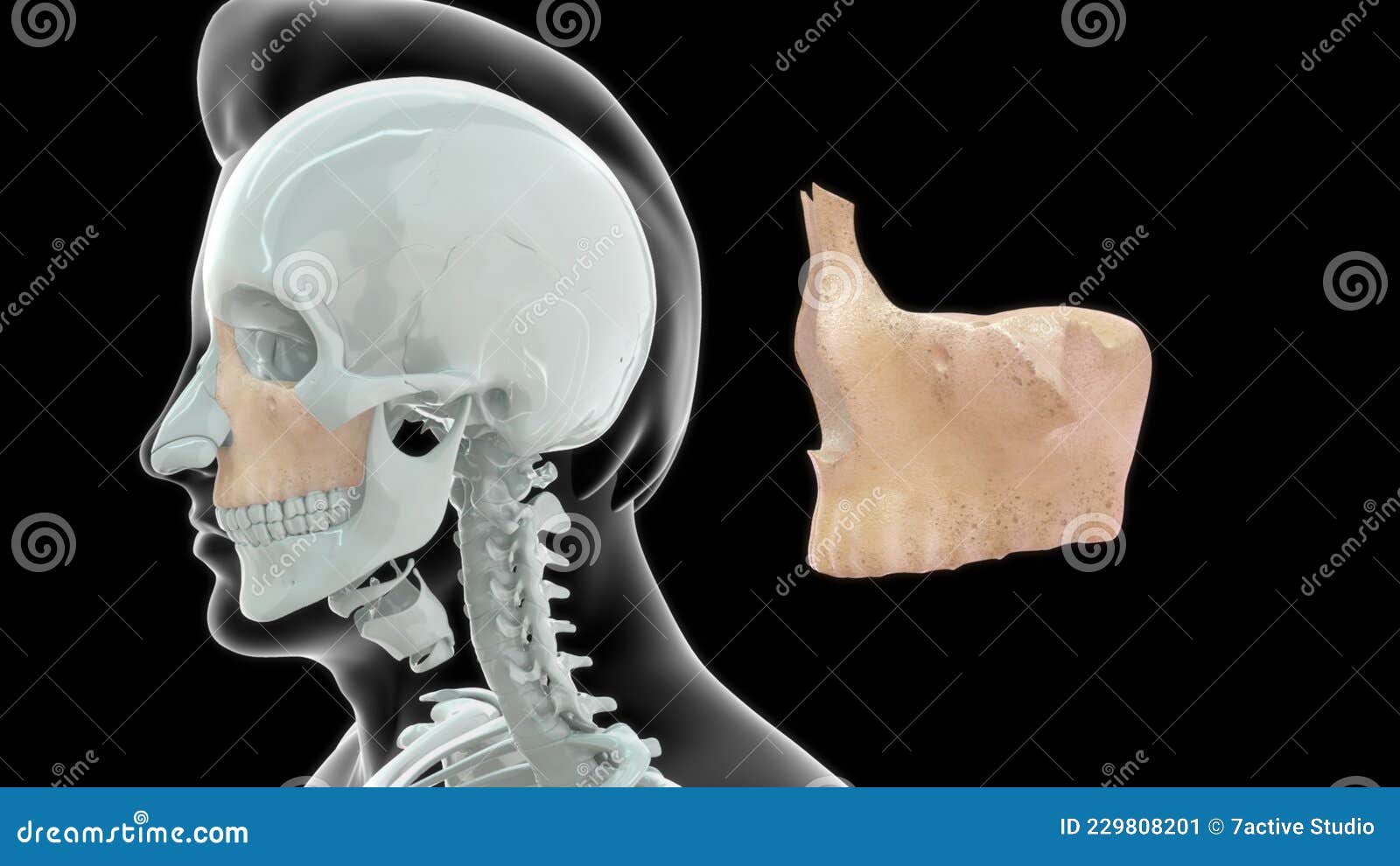 Location of Maxilla Bone in Human Stock Illustration - Illustration of ...