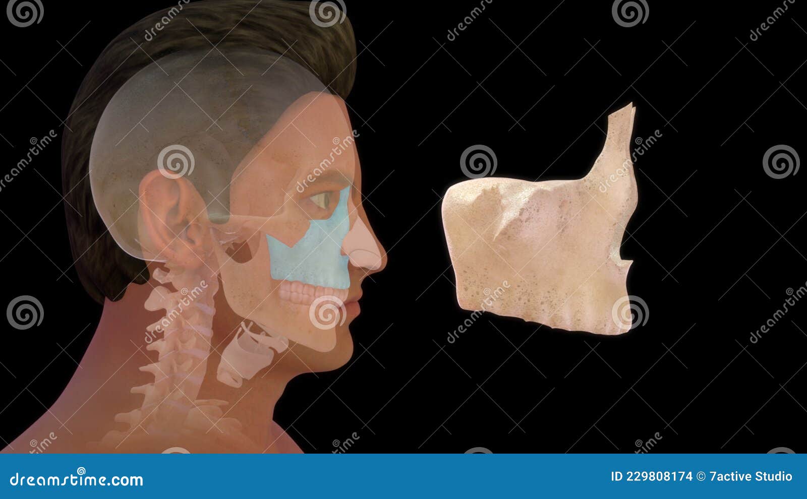 Location of Maxilla Bone in Human Stock Illustration - Illustration of ...