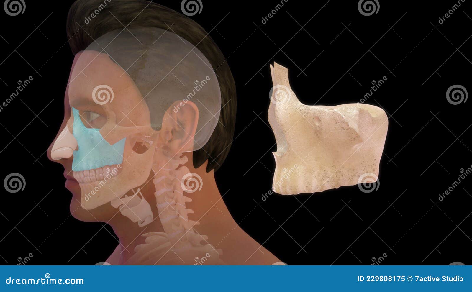 Location of Maxilla Bone in Human Stock Illustration - Illustration of ...