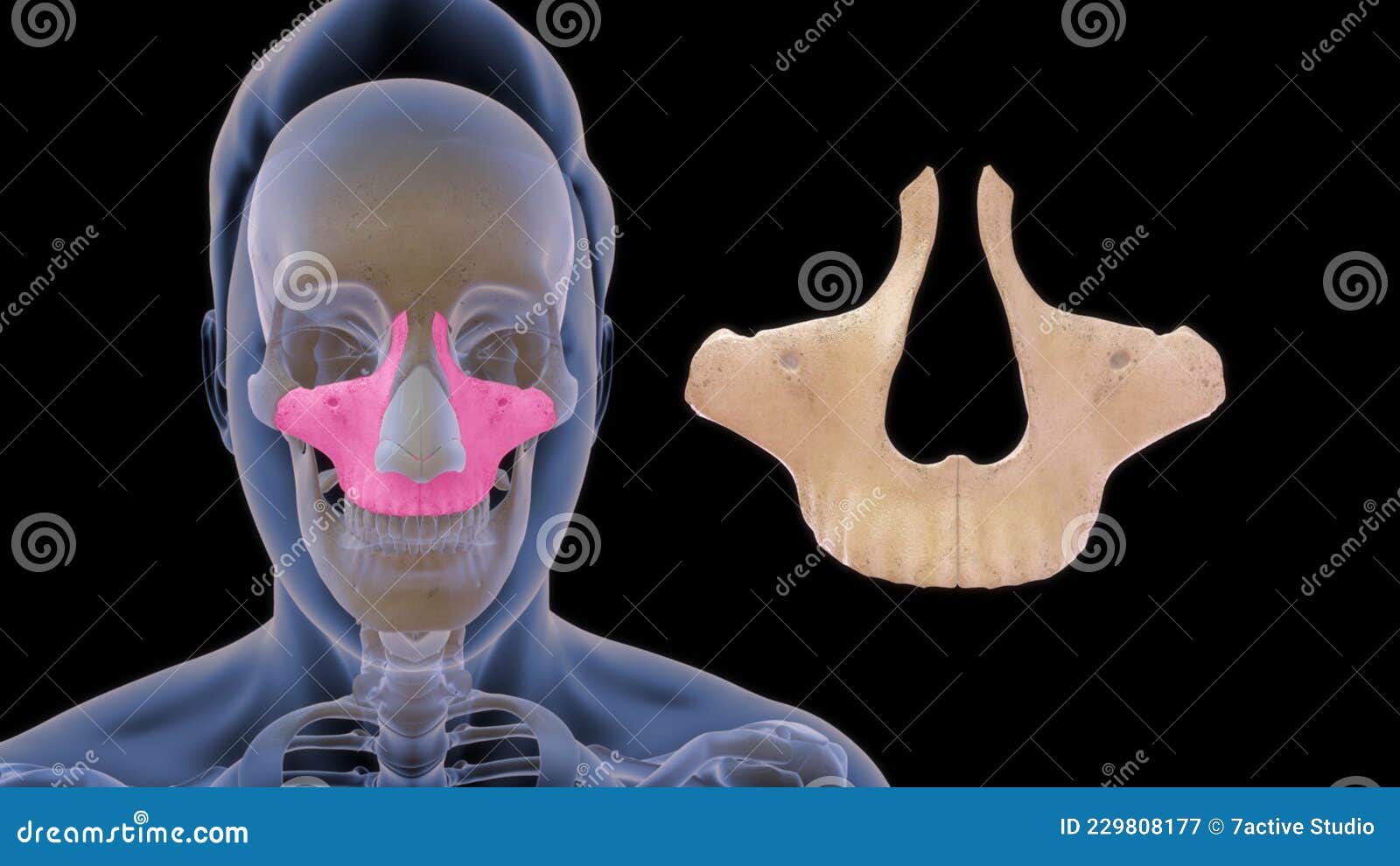 Location of Maxilla Bone in Human Stock Illustration - Illustration of ...