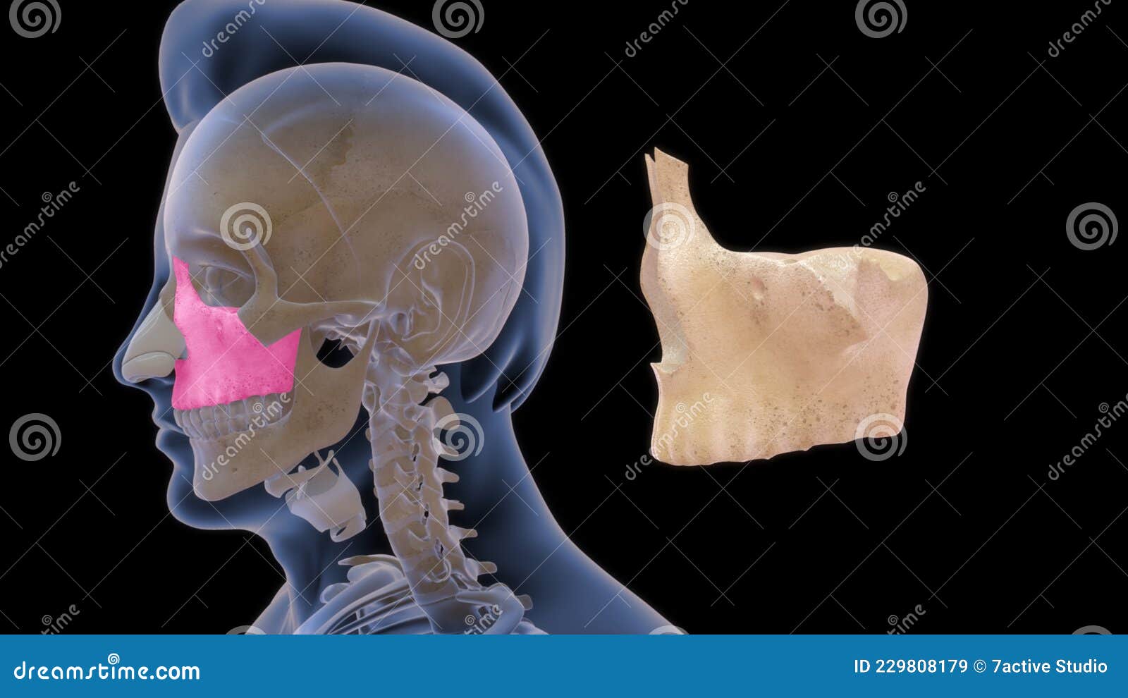 Location of Maxilla Bone in Human Stock Illustration - Illustration of ...