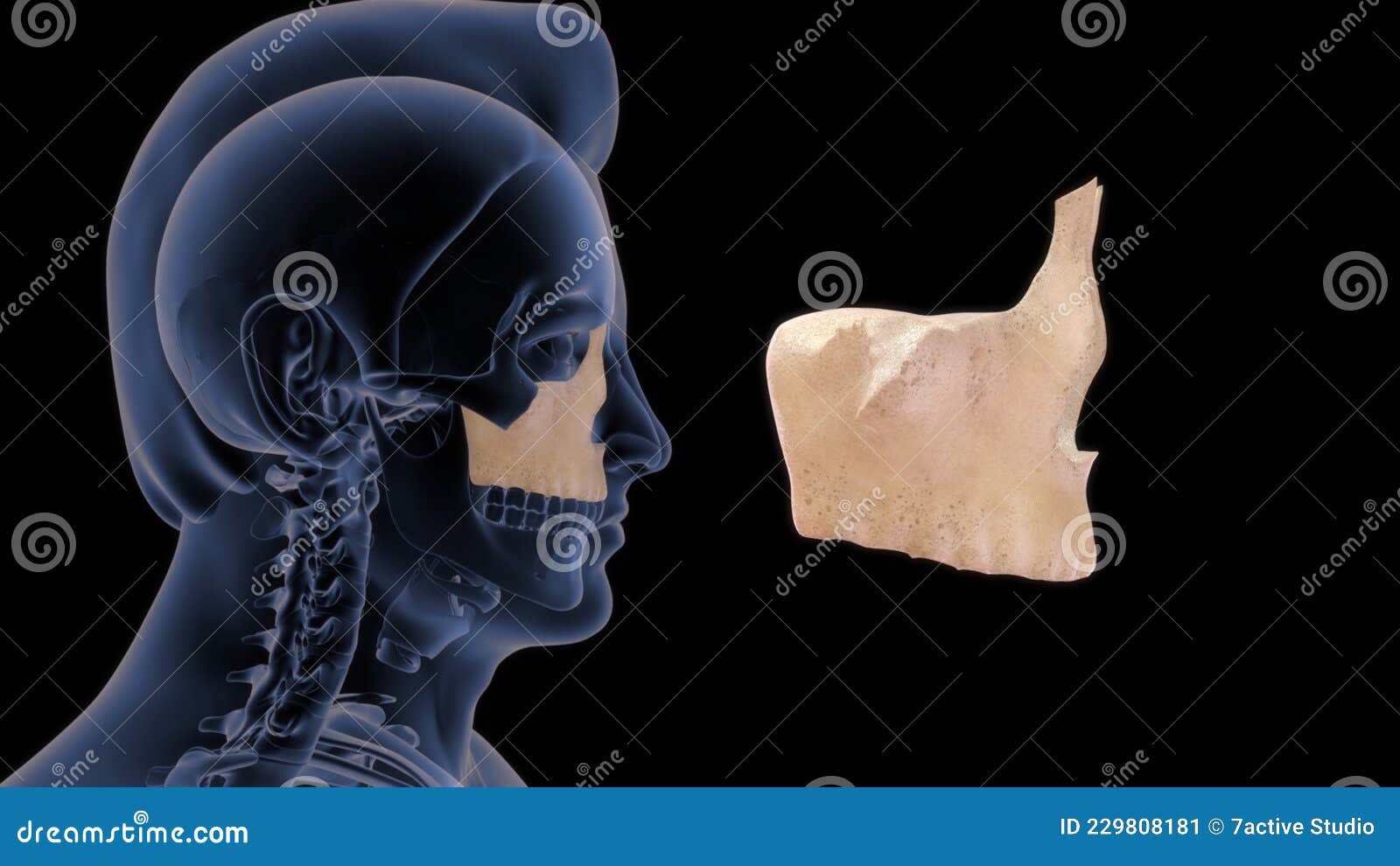 Location of Maxilla Bone in Human Stock Illustration - Illustration of ...