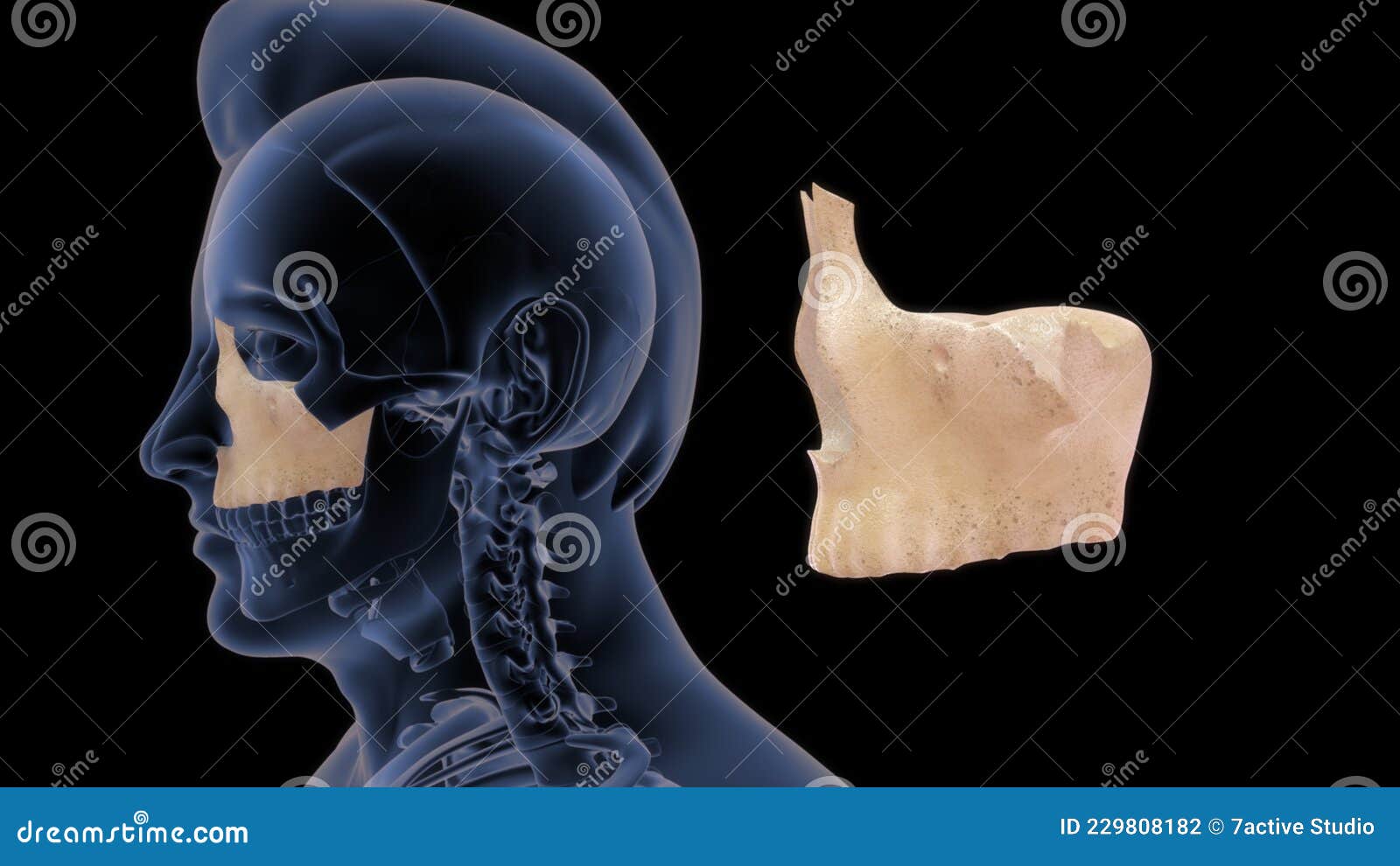 Location of Maxilla Bone in Human Stock Illustration - Illustration of ...