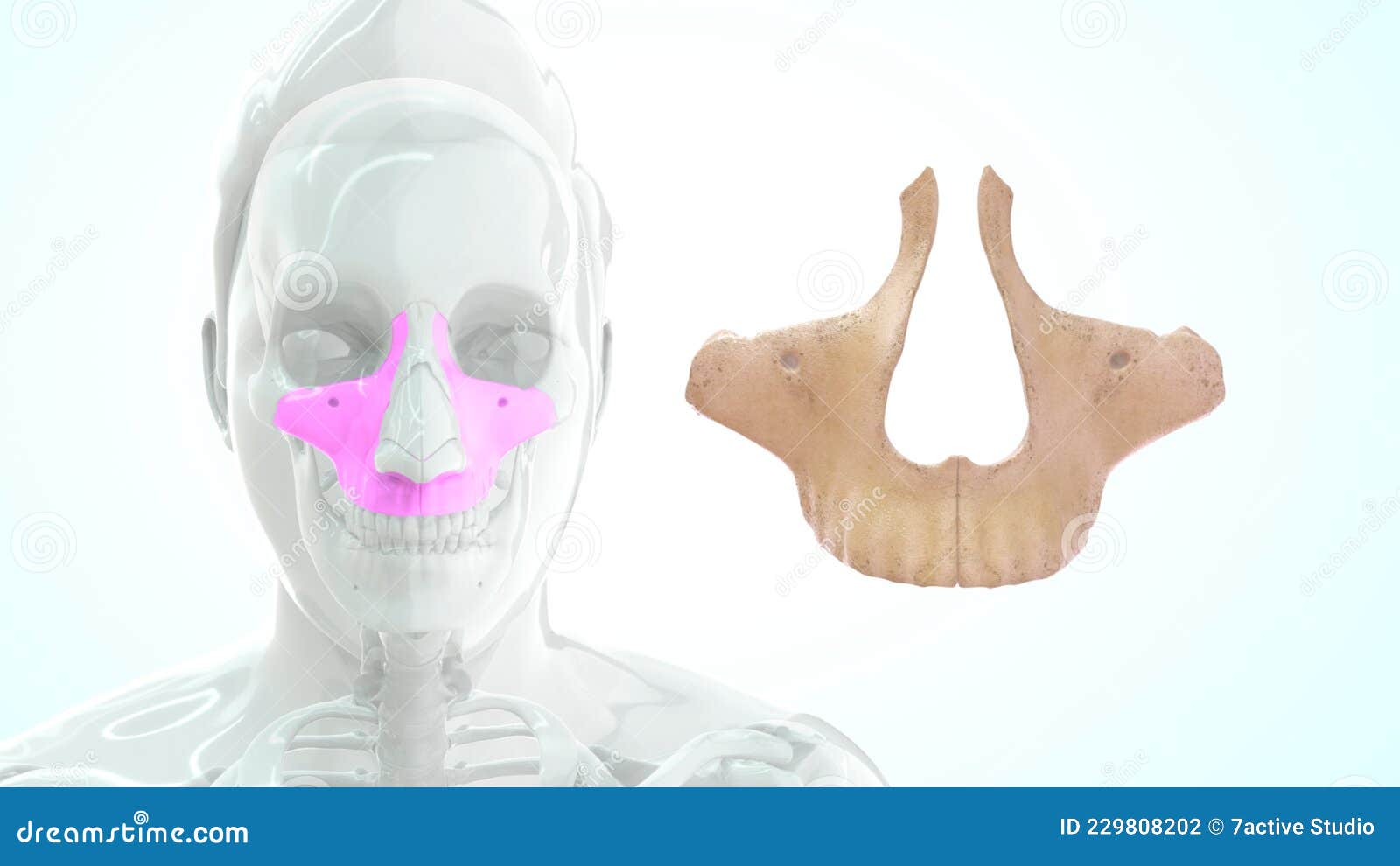Location of Maxilla Bone in Human Stock Illustration - Illustration of ...