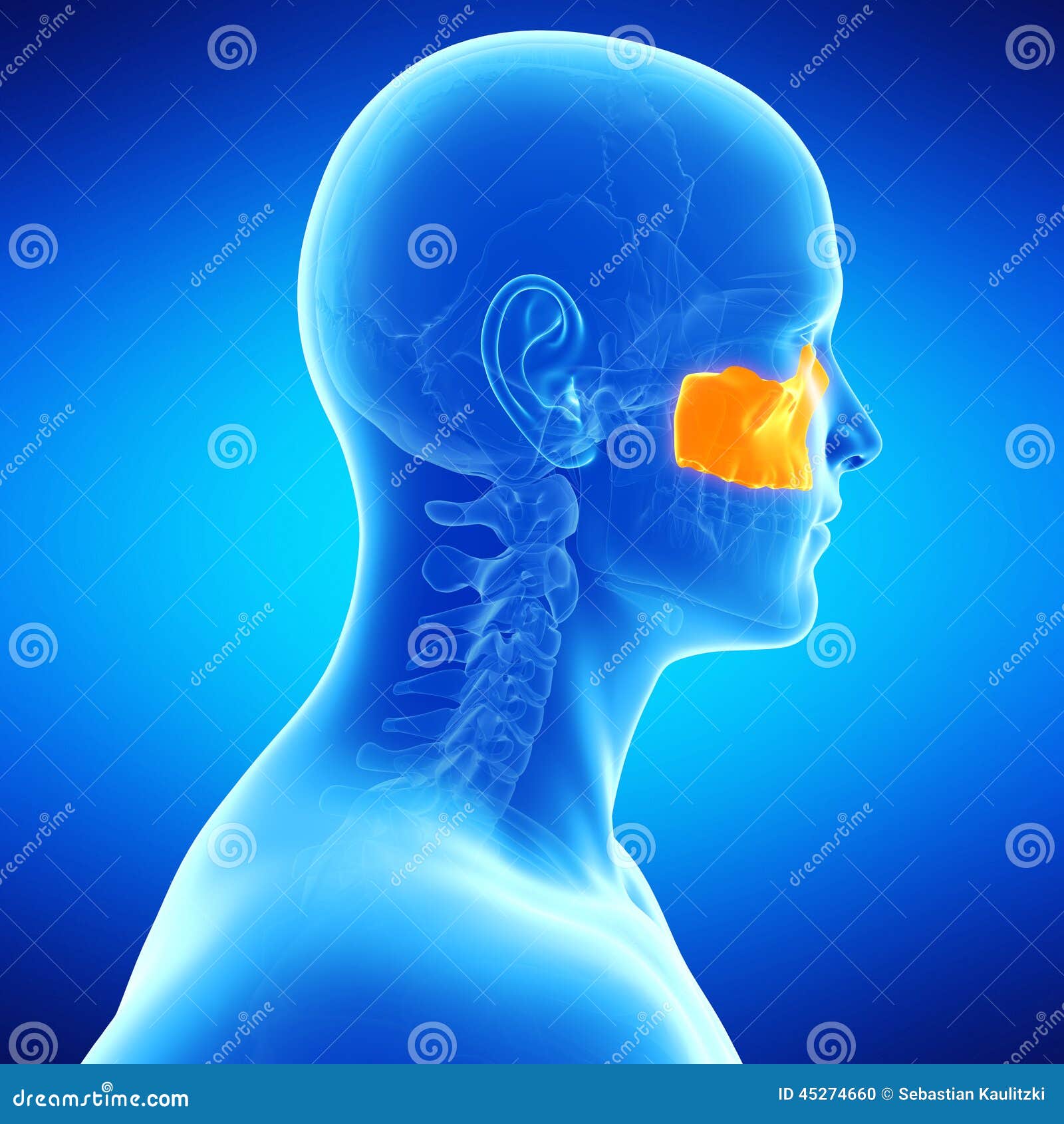 The maxilla bone stock illustration. Illustration of science - 45274660