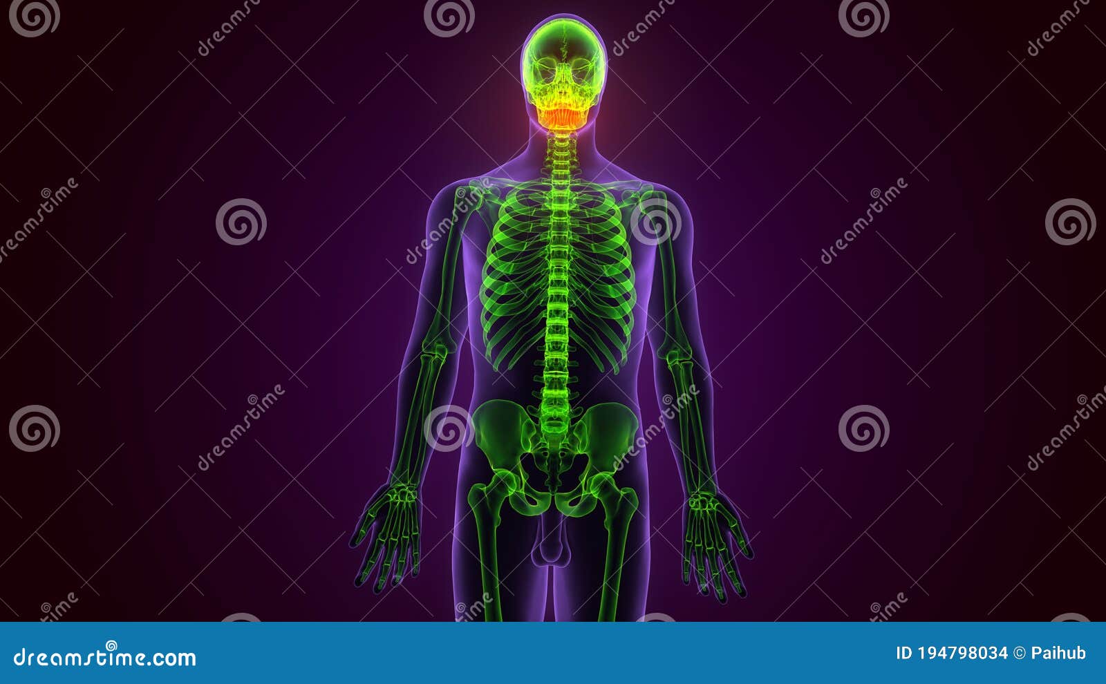 Human Skeleton Skull Maxilla Bone Anatomy for Medical Concept 3D ...