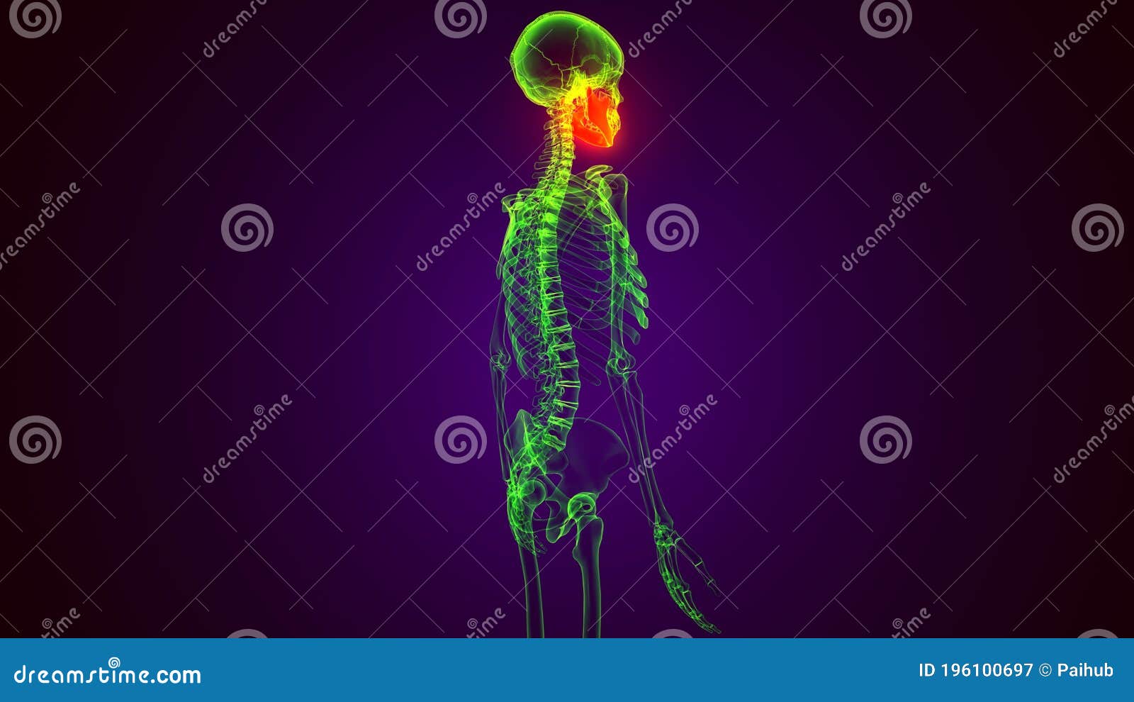 3d Render of Human Body Maxilla Bone Anatomy Stock Illustration ...