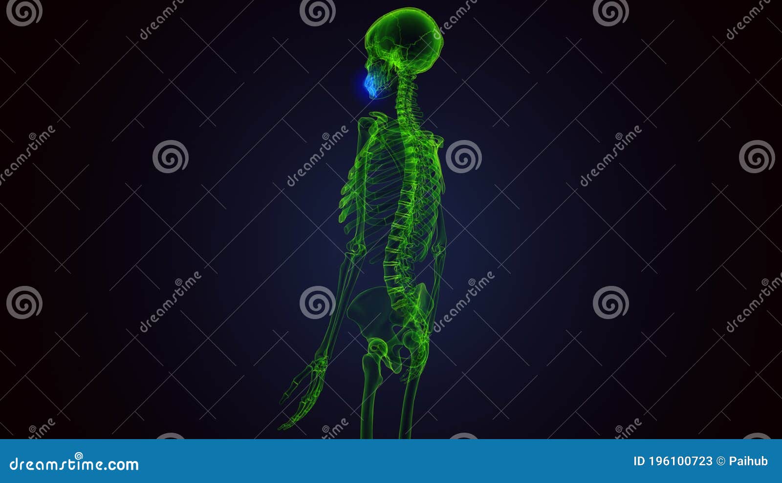 3d Render of Human Body Maxilla Bone Anatomy Stock Illustration ...