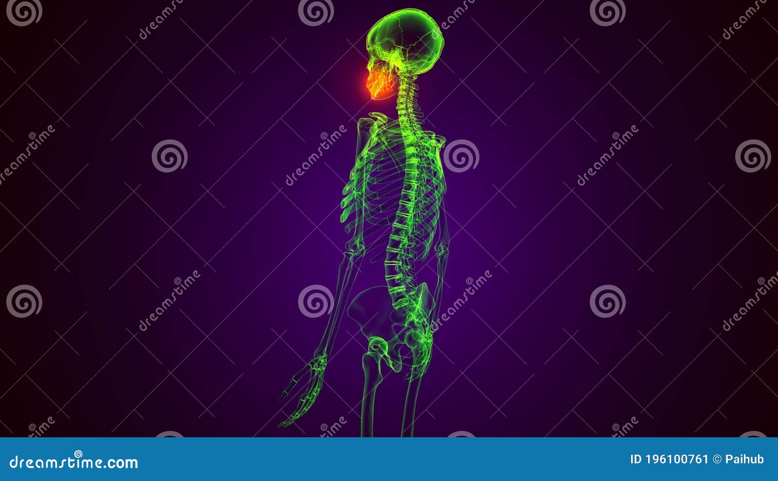 Maxilla Bone Detailed Structure And Facial Skeleton Anatomy Outline ...