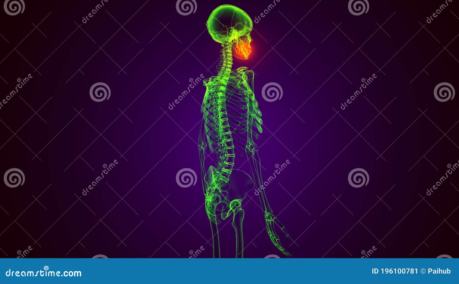 3d Render of Human Body Maxilla Bone Anatomy Stock Illustration ...