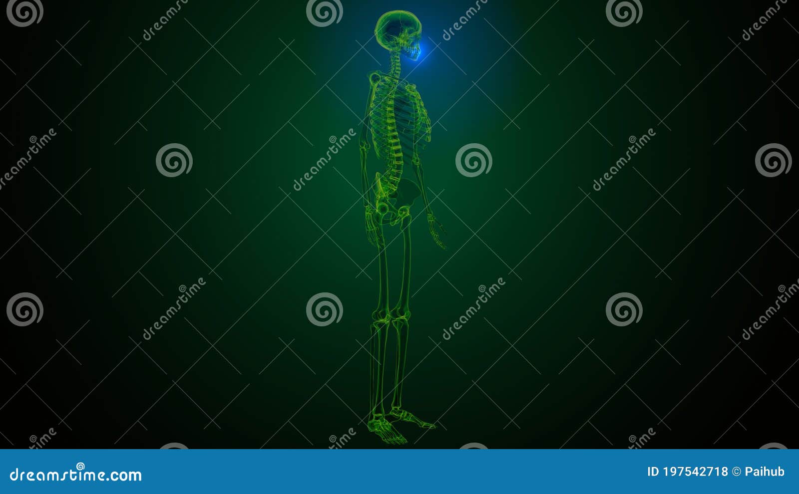 3d Render of Human Skeleton Maxilla Bone Anatomy Stock Illustration ...
