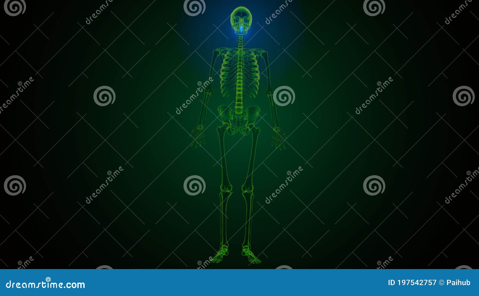 3d Render of Human Skeleton Maxilla Bone Anatomy Stock Illustration ...